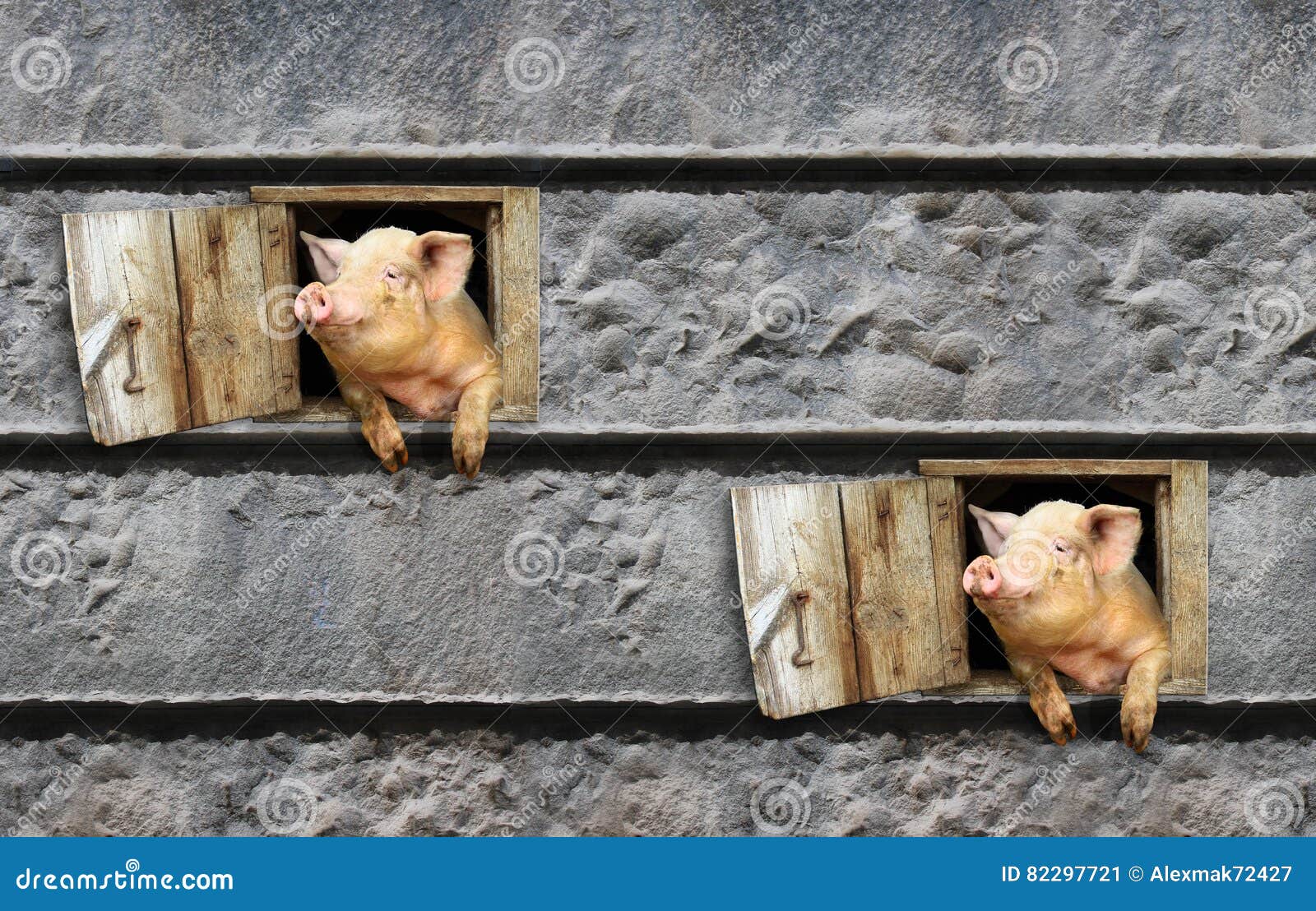 Two Pigs Look Out from Window of Shed on the Stony Wall Stock Image ...