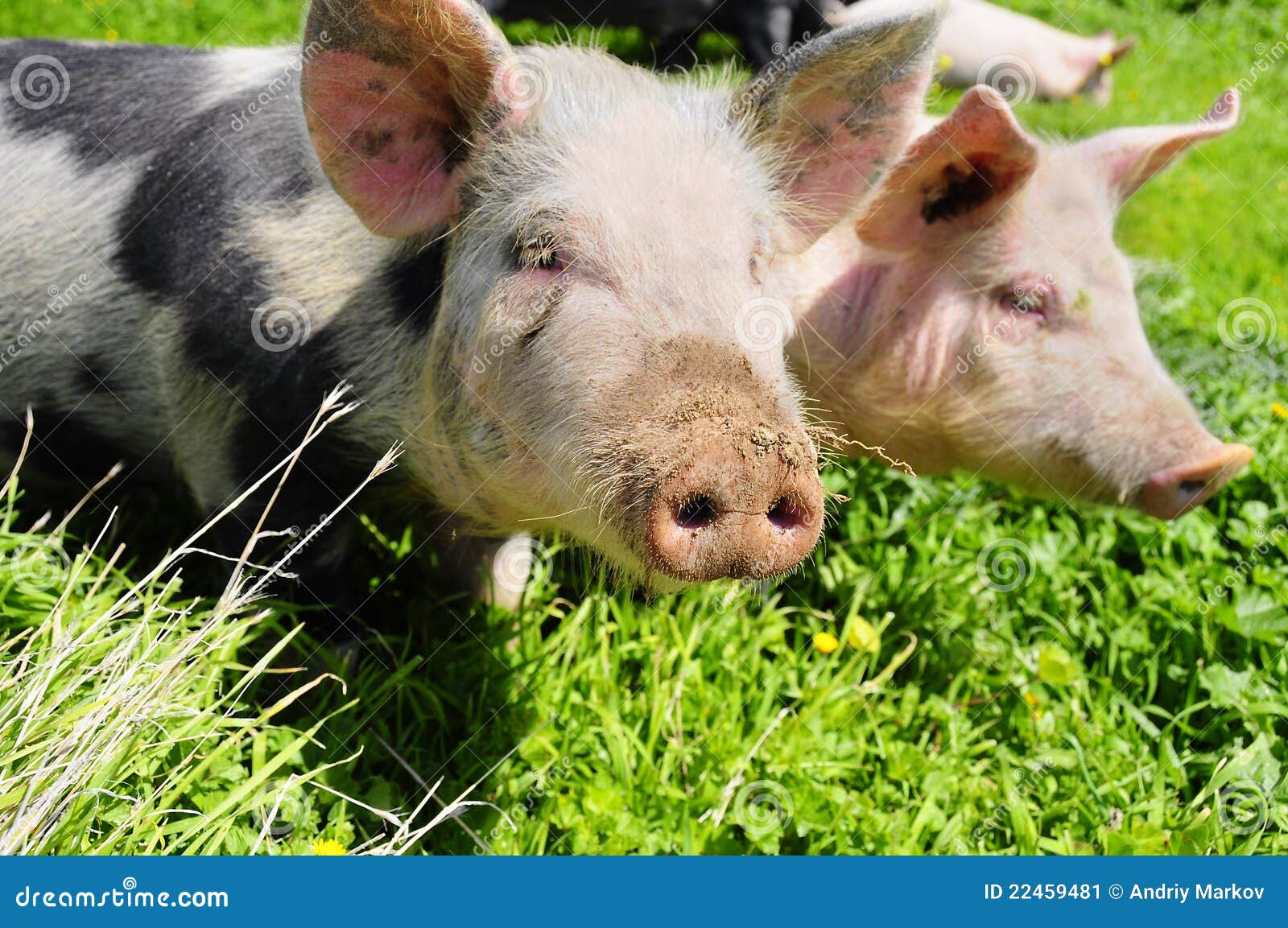 Two pigs on a meadow stock image. Image of livestock - 22459481