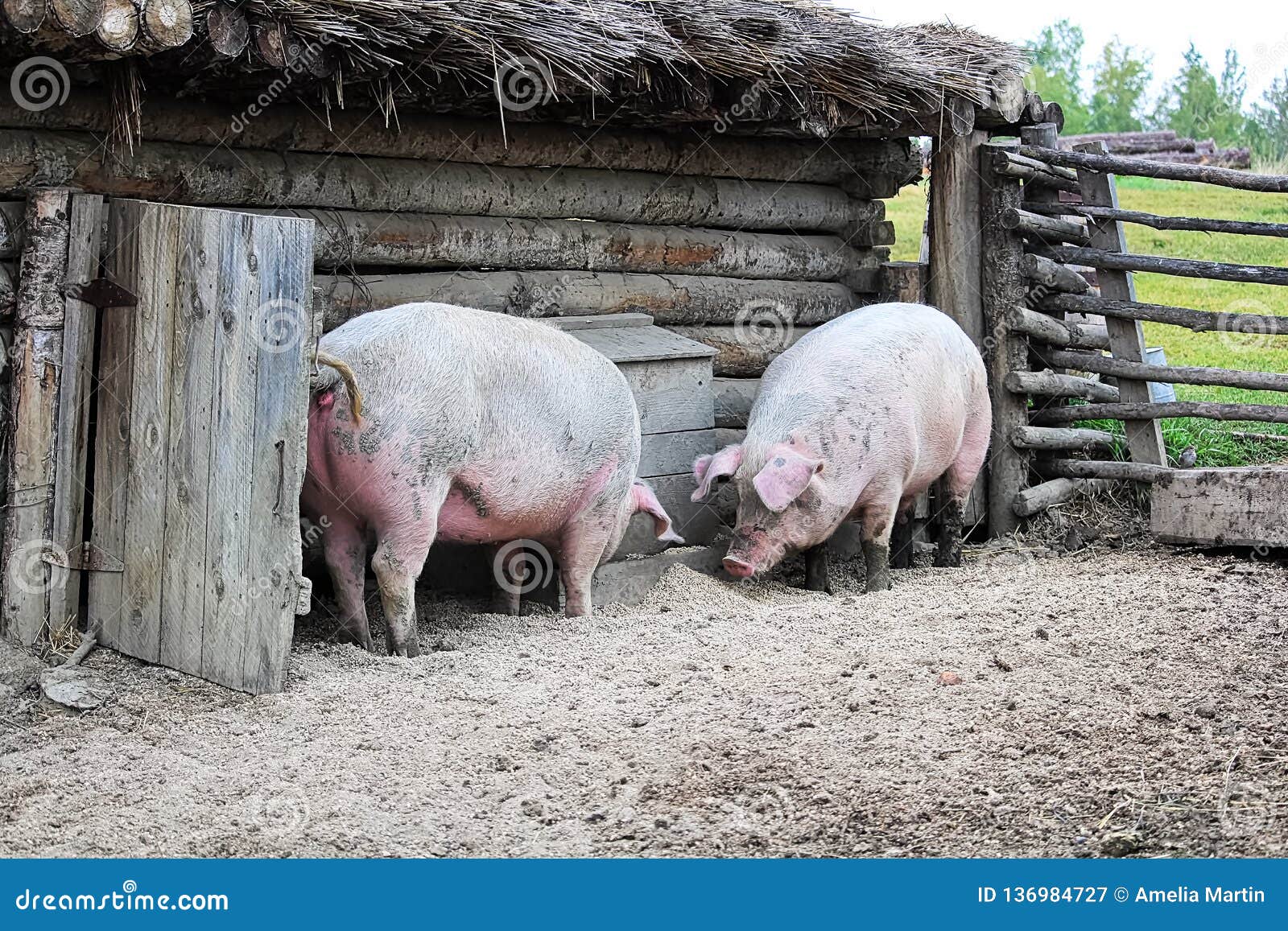 Two Pigs Outside a Rustic Barn Rooting on the Ground Stock Image ...