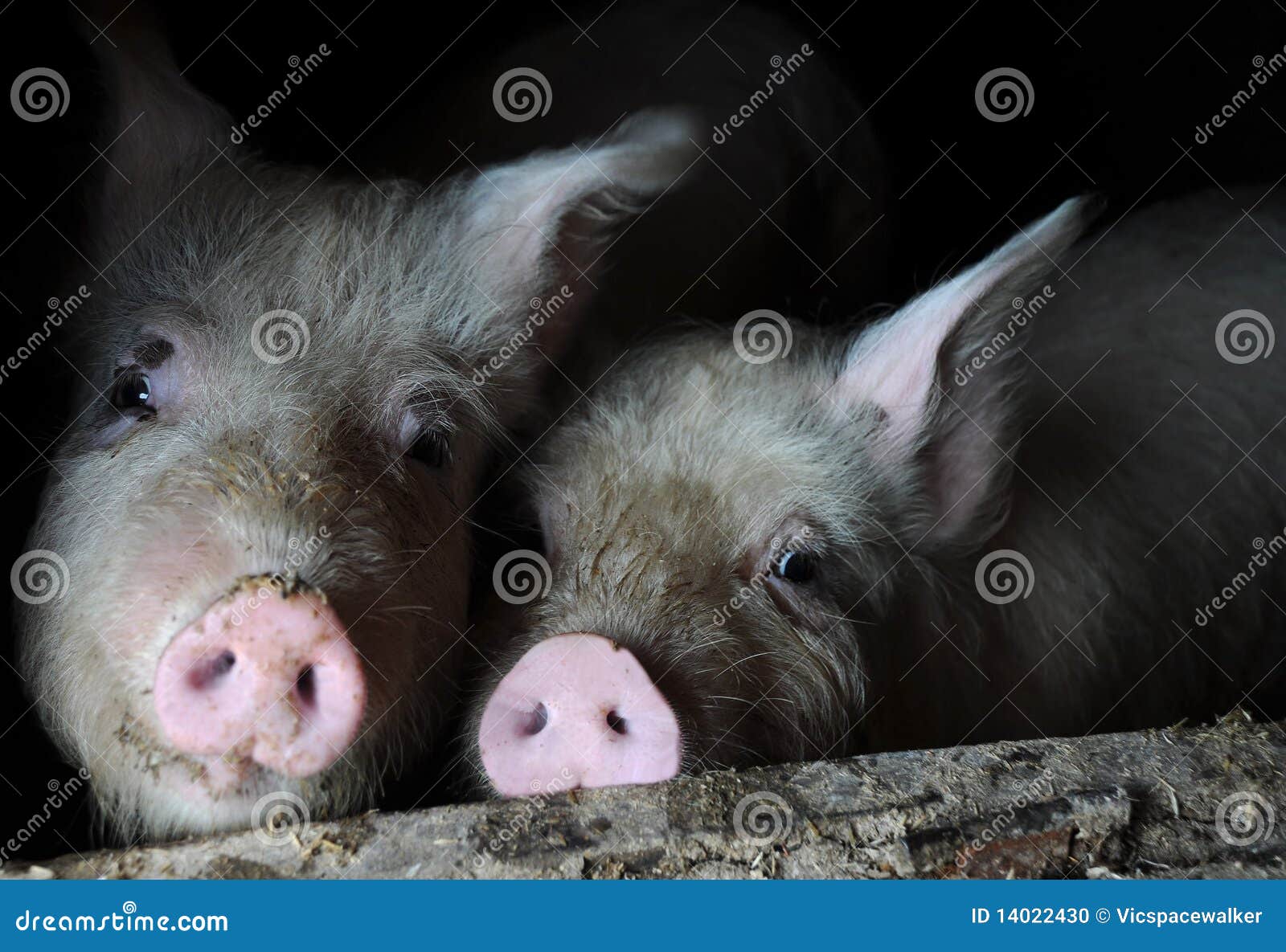 Two Pigs in the Pen stock photo. Image of pigpen, piggy - 14022430