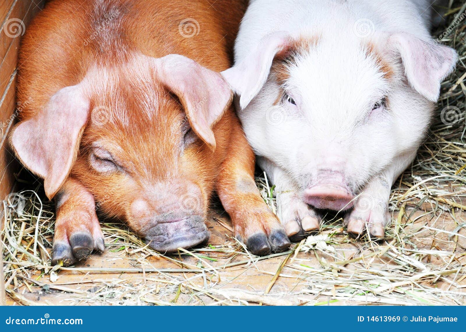 Two Pigs Sleep Hay Stock Photos - Free & Royalty-Free Stock Photos from ...
