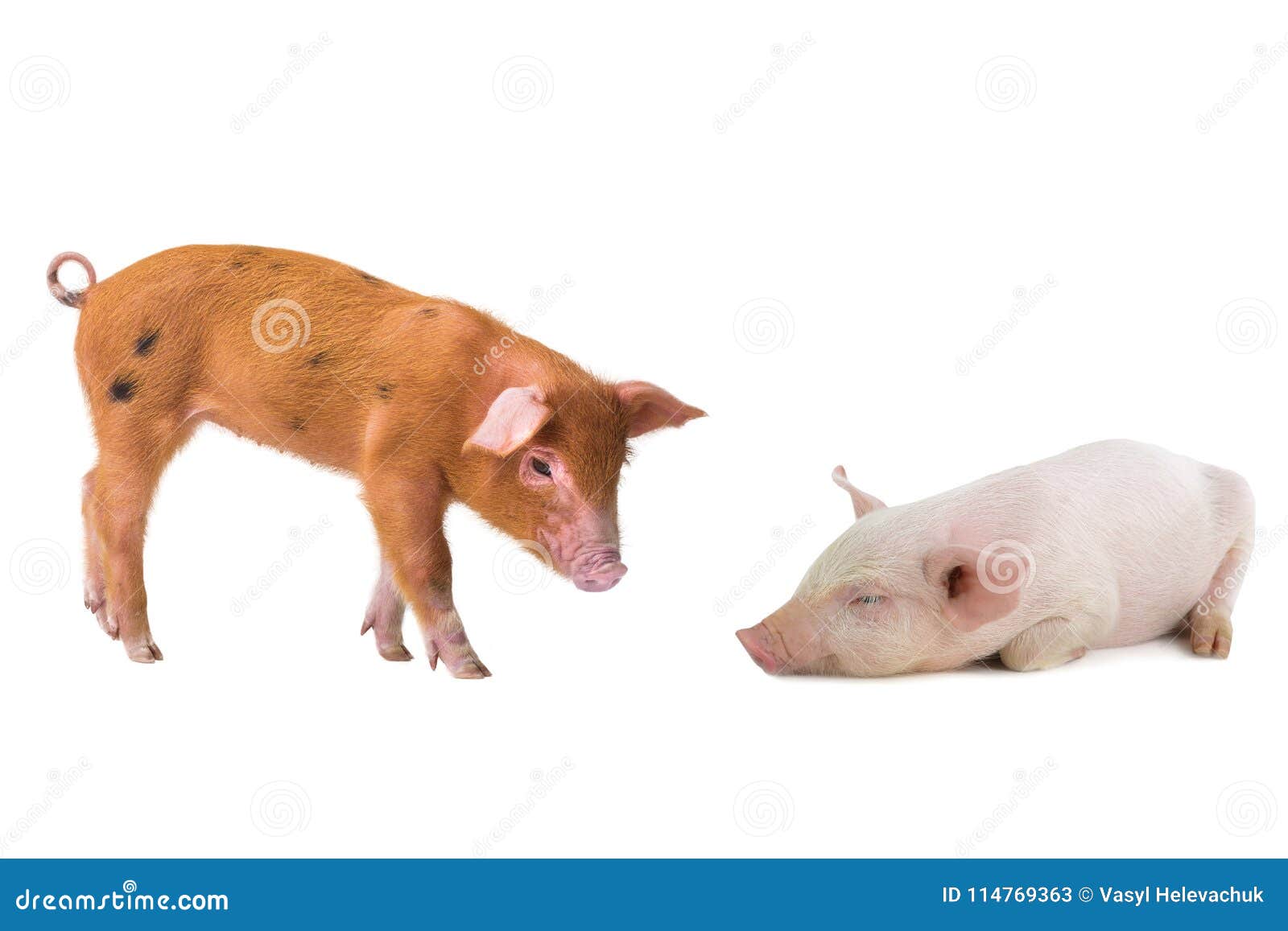 Two pigs stock image. Image of meat, looking, farm, place - 114769363