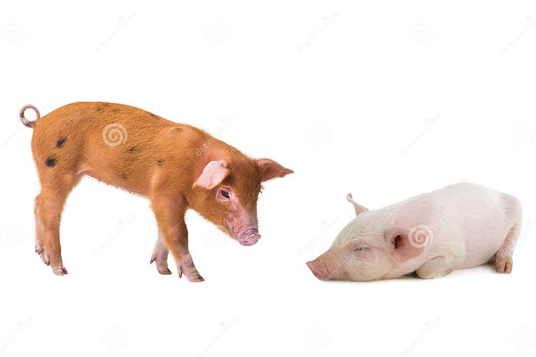 Two pigs stock image. Image of meat, looking, farm, place - 114769363