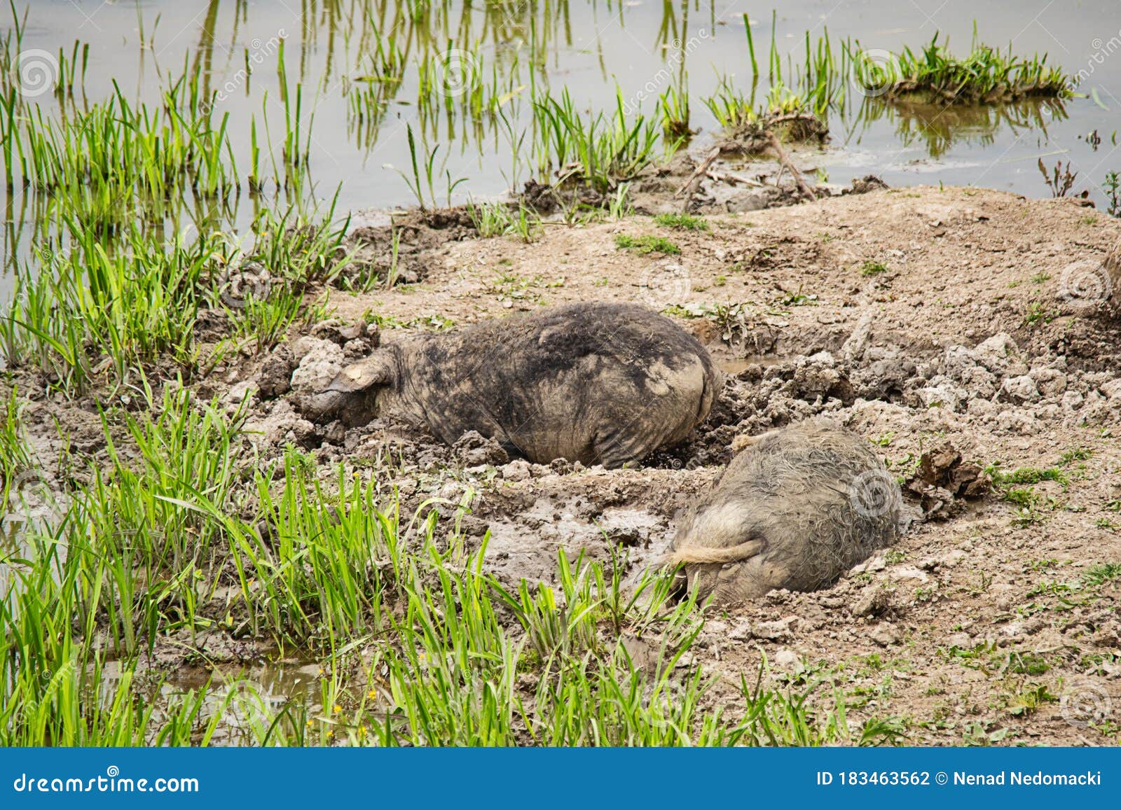 Two Pigs are Rolling in the Mud Stock Photo - Image of domestic, nature ...