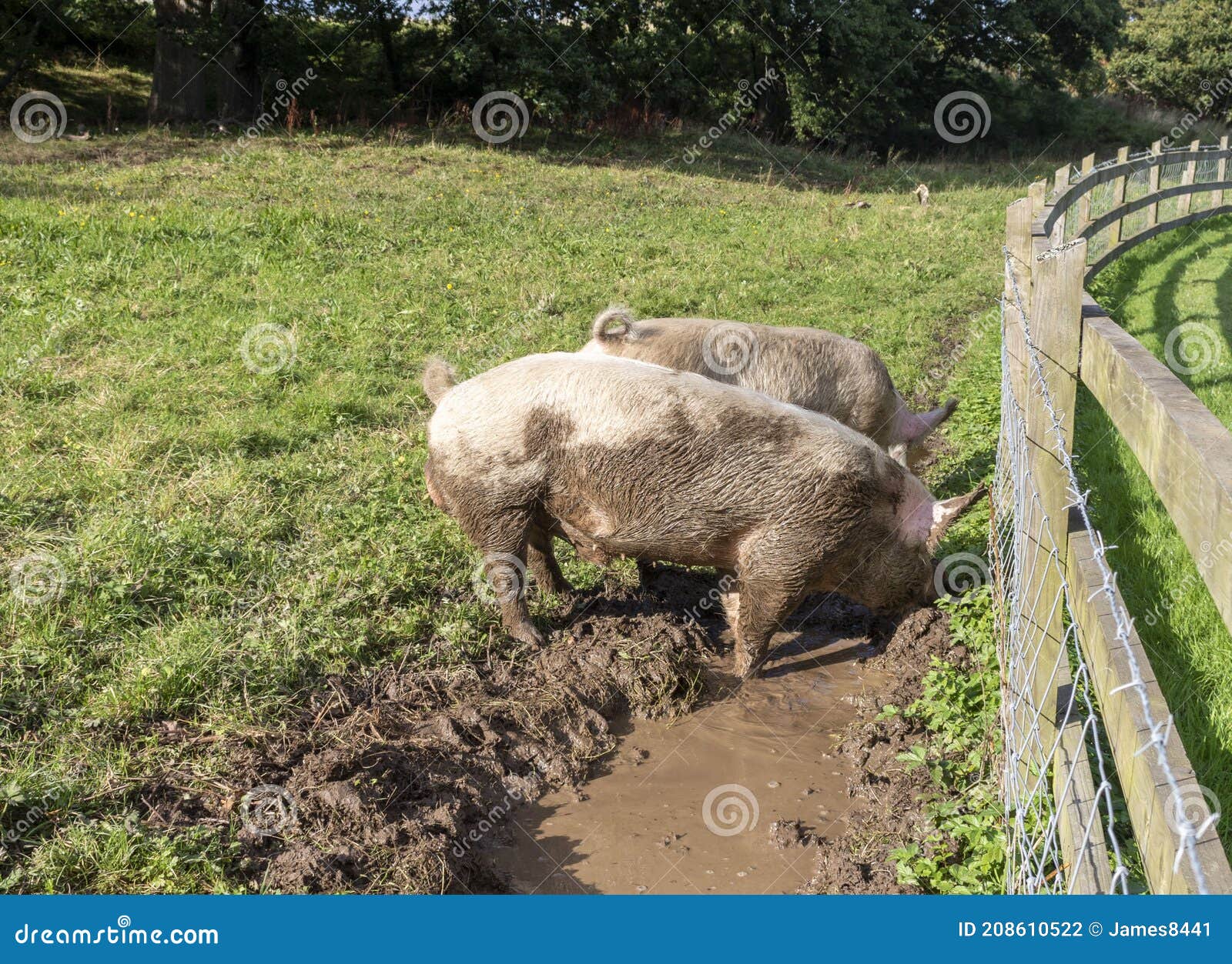Two pigs stock photo. Image of farming, livestock, pigs - 208610522