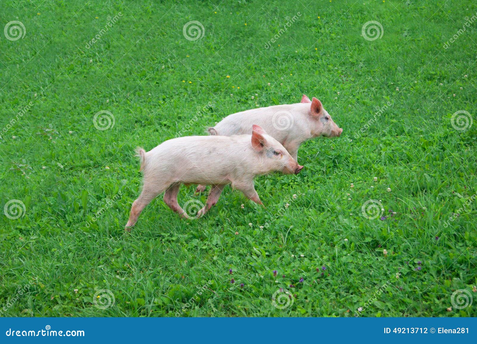Pig Runing