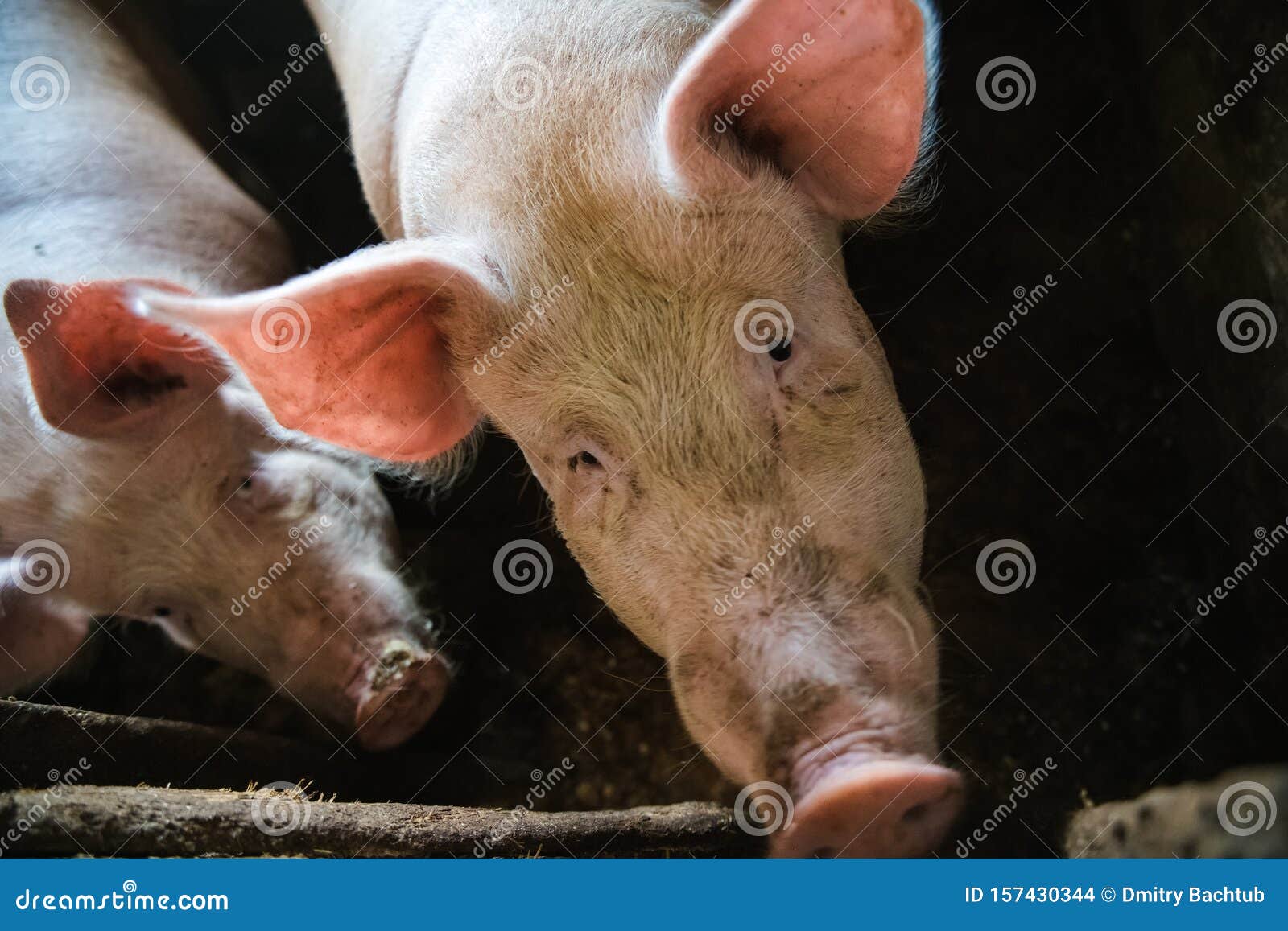 Pigs top view stock photo. Image of beef, agriculture - 157430344