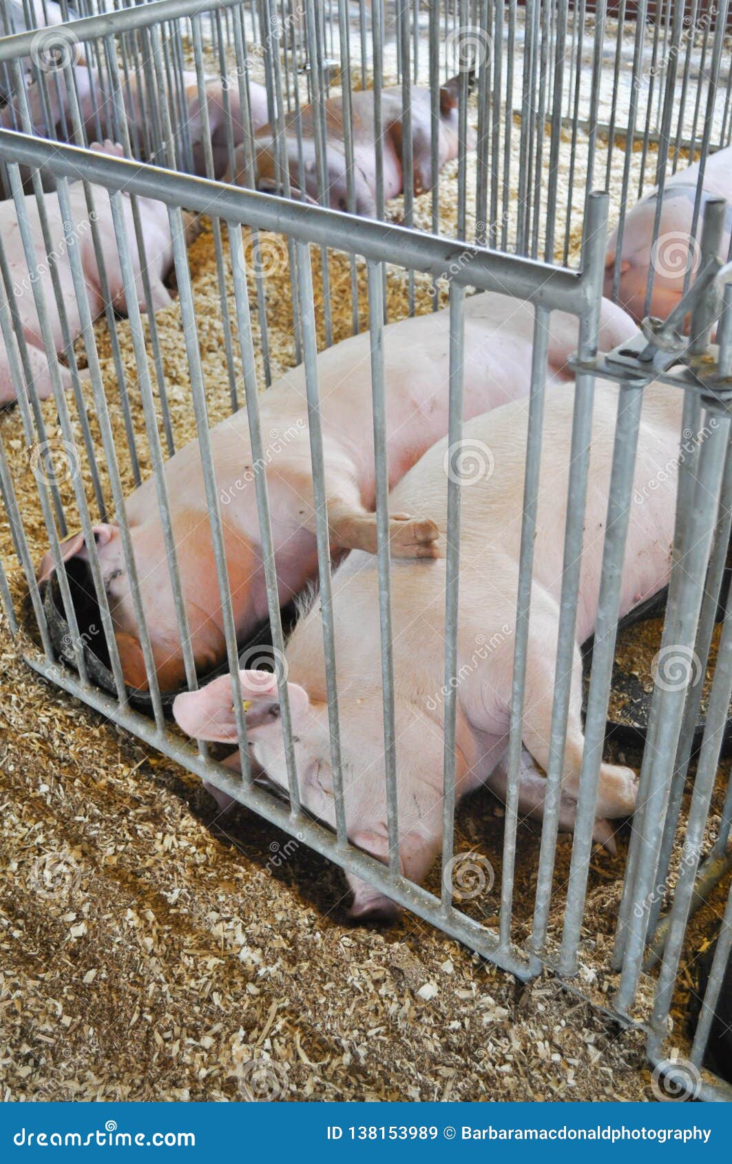 Two Pigs Sleeping in a Cage Stock Image - Image of caged, animals ...