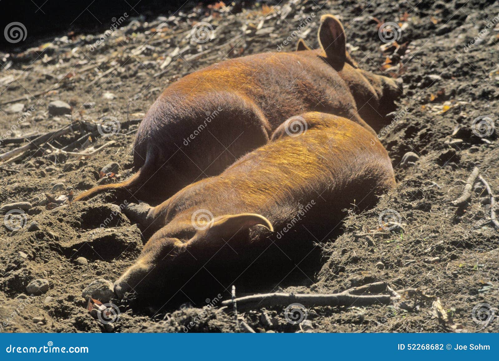 Two Pigs Sleeping, Sturbridge, Massachusetts Stock Photo - Image of ...