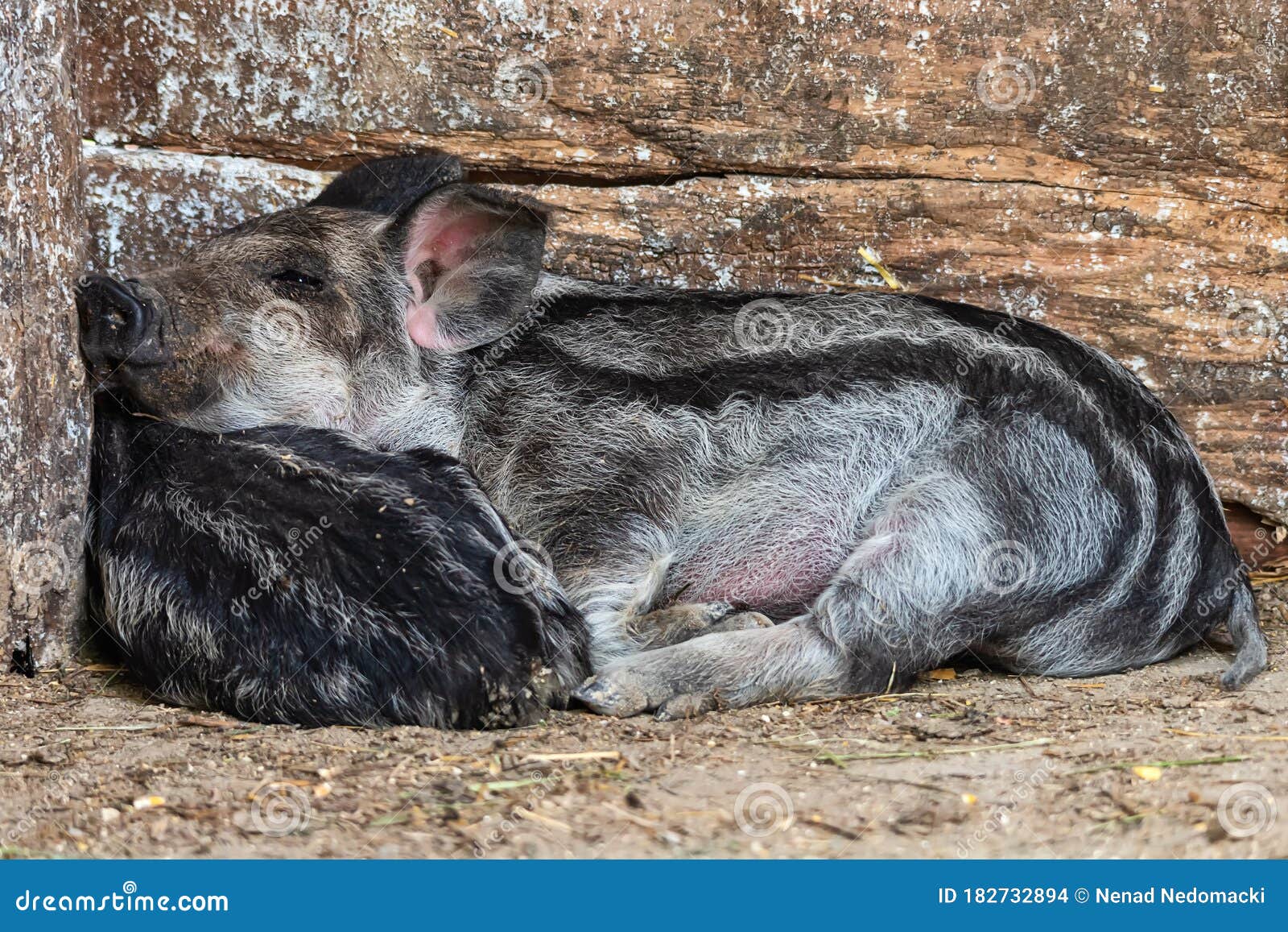 Two Pigs Sleeping Together. Pig Cubs in Farm Stock Photo - Image of ...