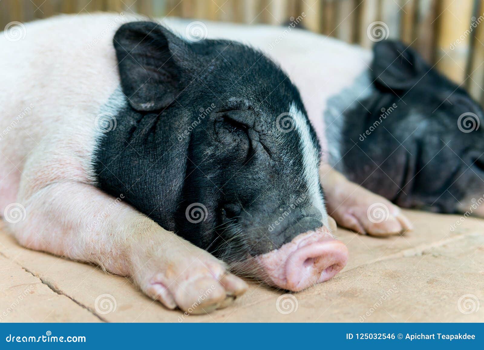 Two pigs are sleeping stock photo. Image of sleep, agriculture - 125032546