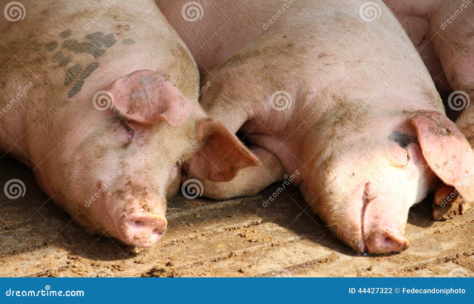 Two Pigs in the Sty of the Breeder Farm Stock Photo - Image of animal ...