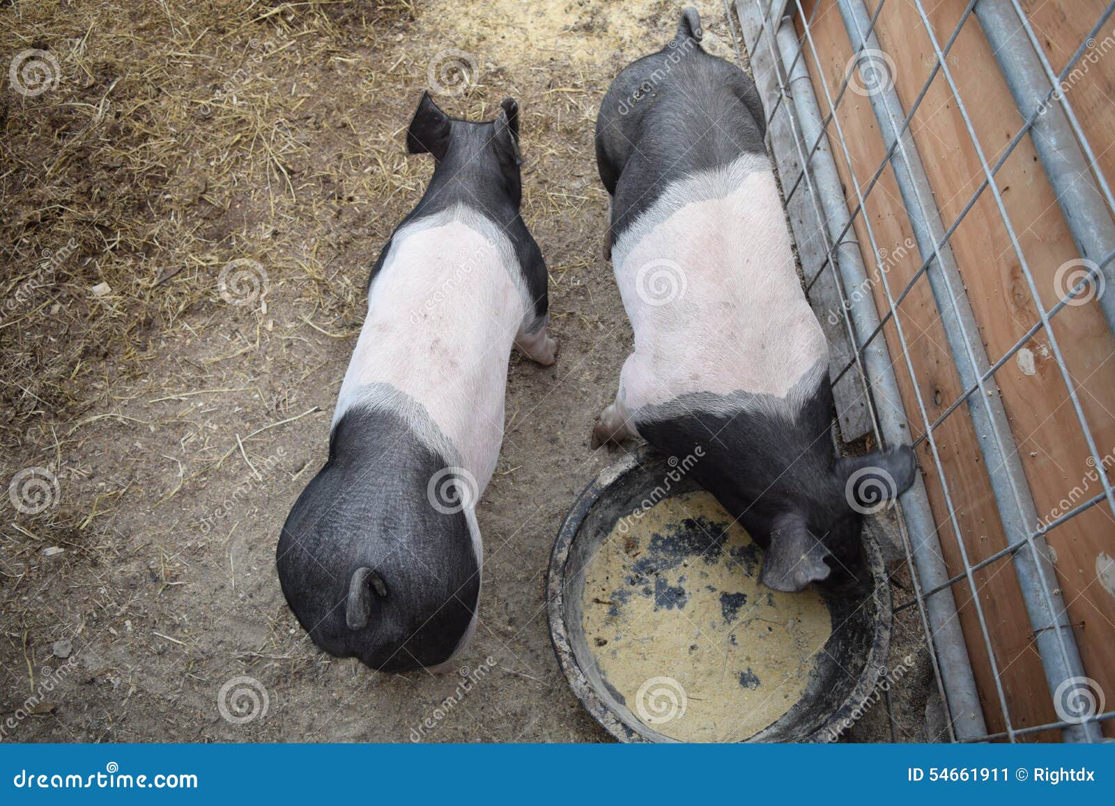 Two Pigs stock image. Image of swine, black, pigs, bacon - 54661911