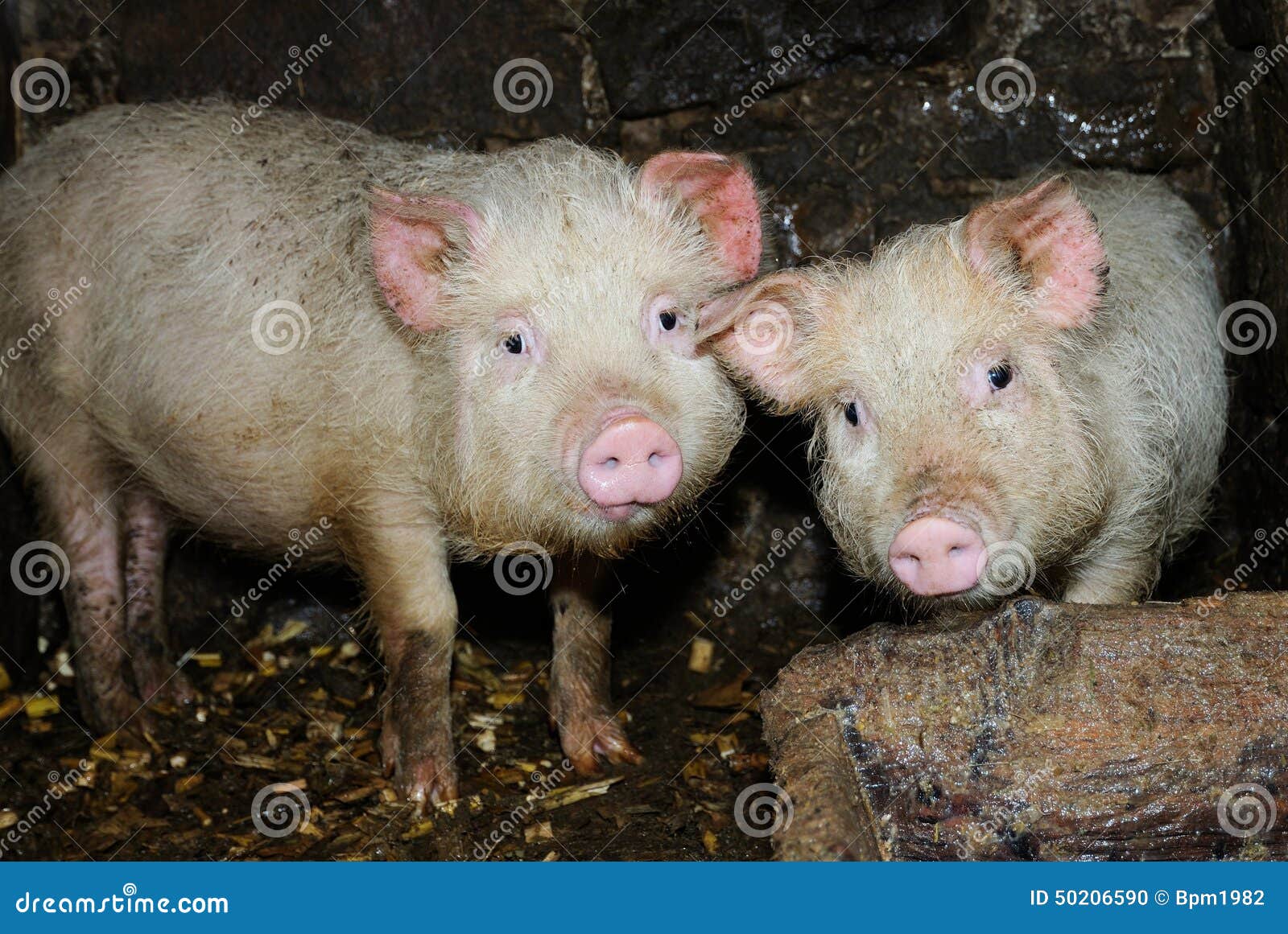 Two pigs stock photo. Image of husbandry, livestock, cute - 50206590