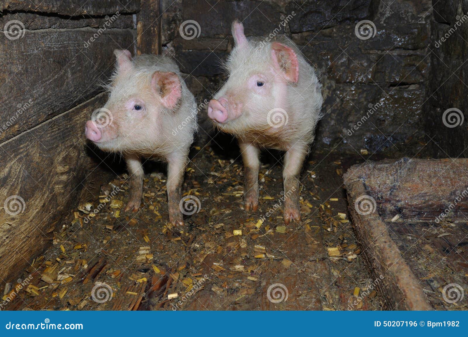 Two pigs stock photo. Image of barn, happy, livestock - 50207196