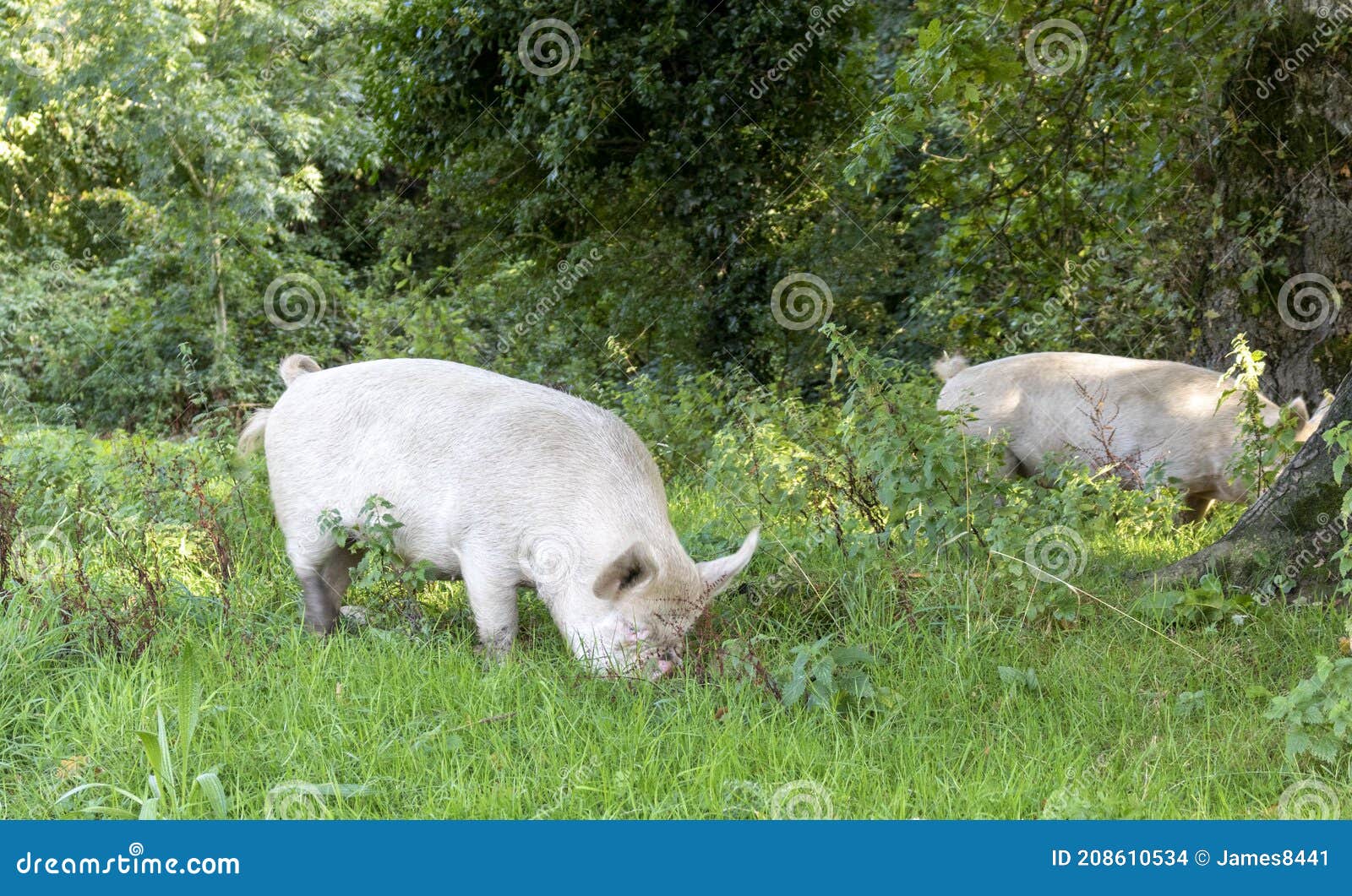 Two pigs stock photo. Image of baby, farm, pigs, meat - 208610534