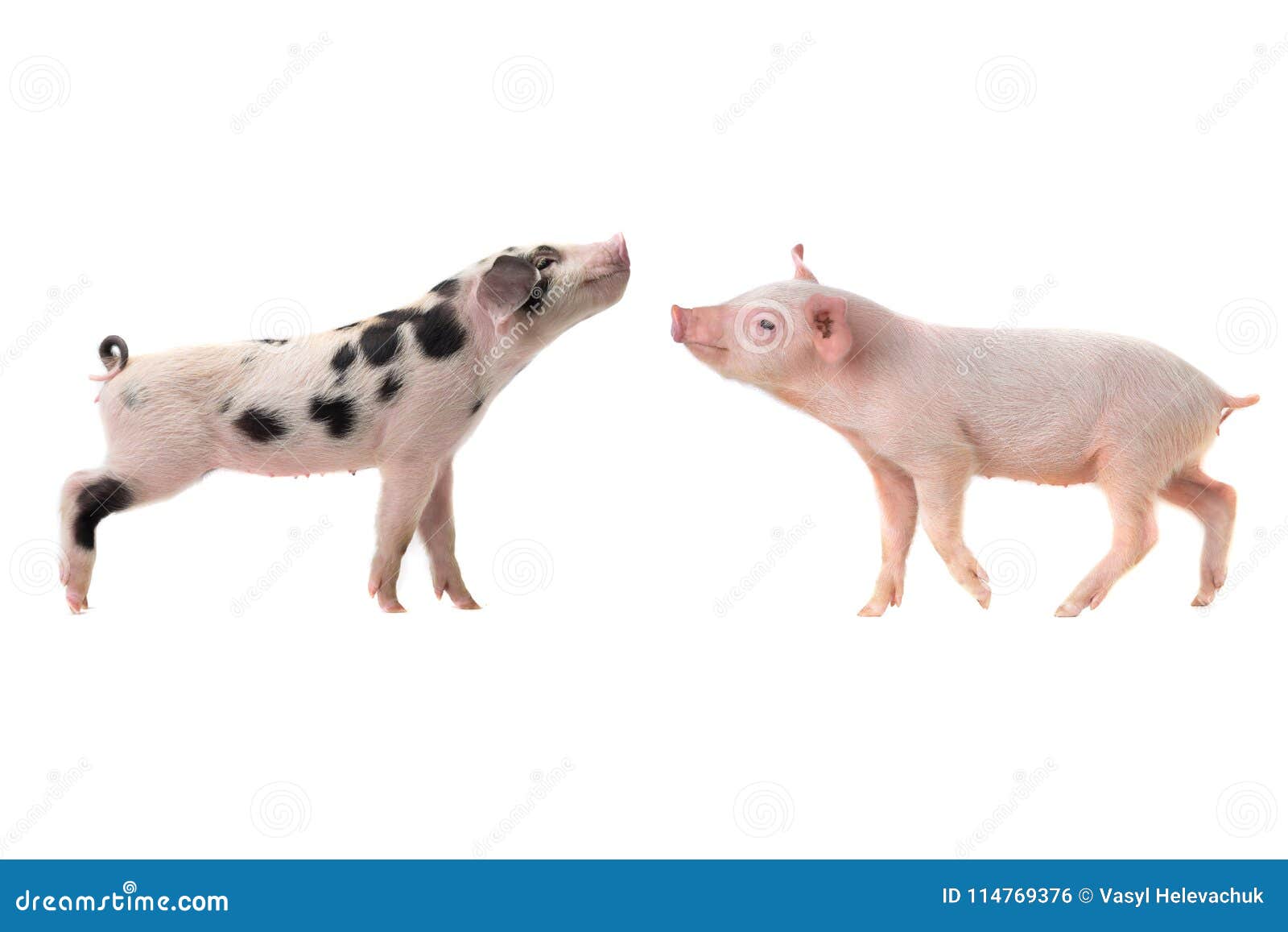 Two pigs stock photo. Image of looking, shot, animals - 114769376