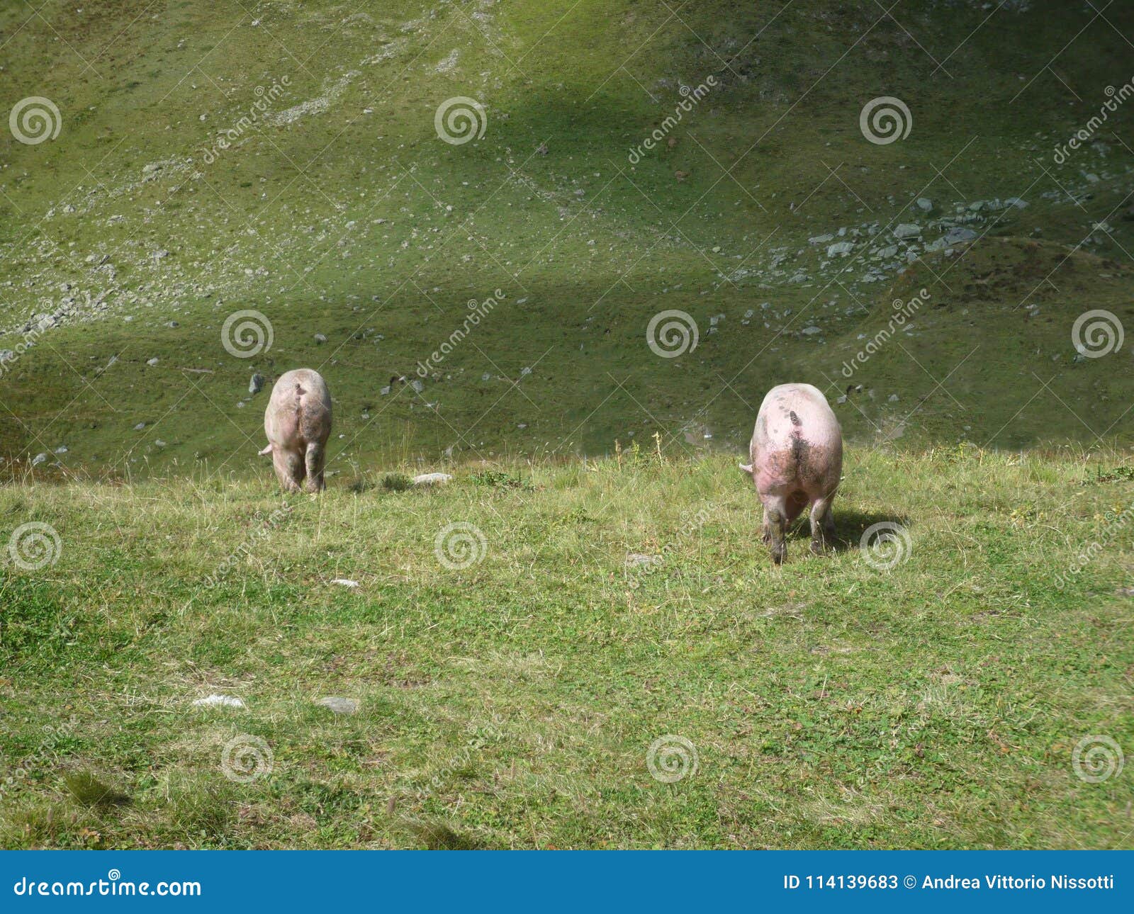 Two Pigs Walking on a Meadow View from Behind Stock Image - Image of ...
