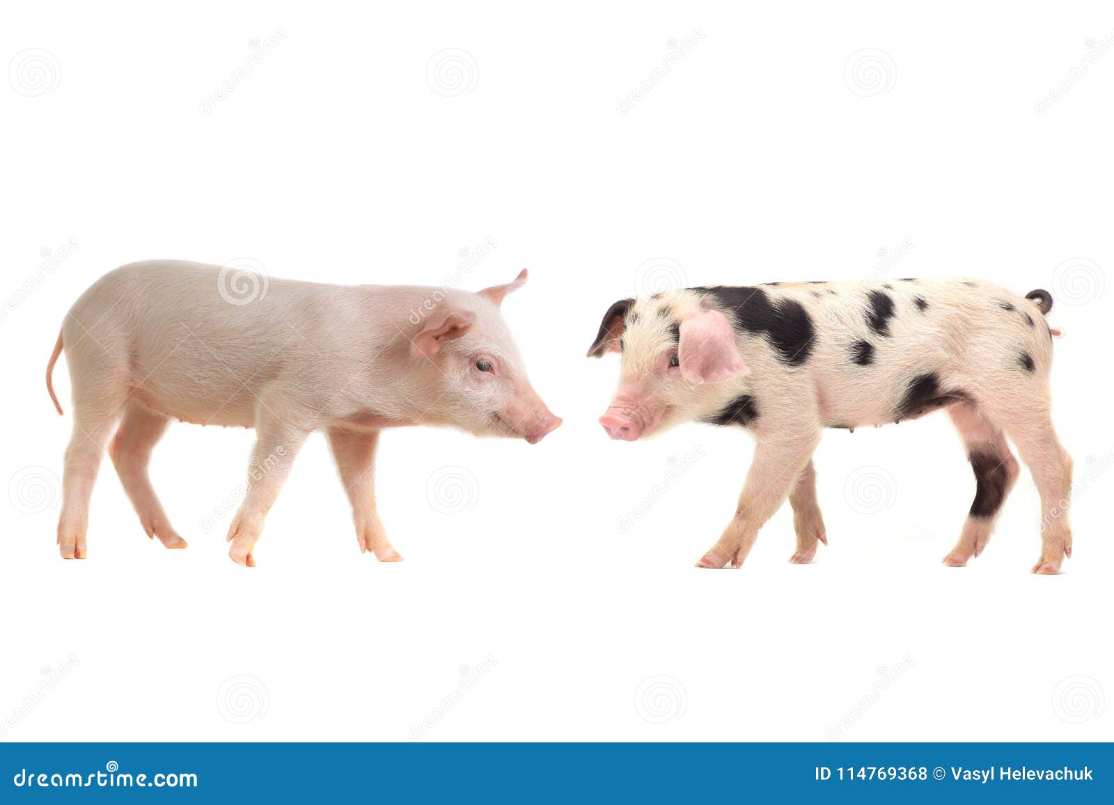 Two pigs stock photo. Image of front, farm, pork, background - 114769368