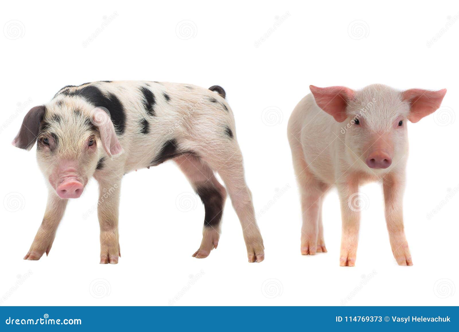 Two pigs stock image. Image of background, livestock - 114769373
