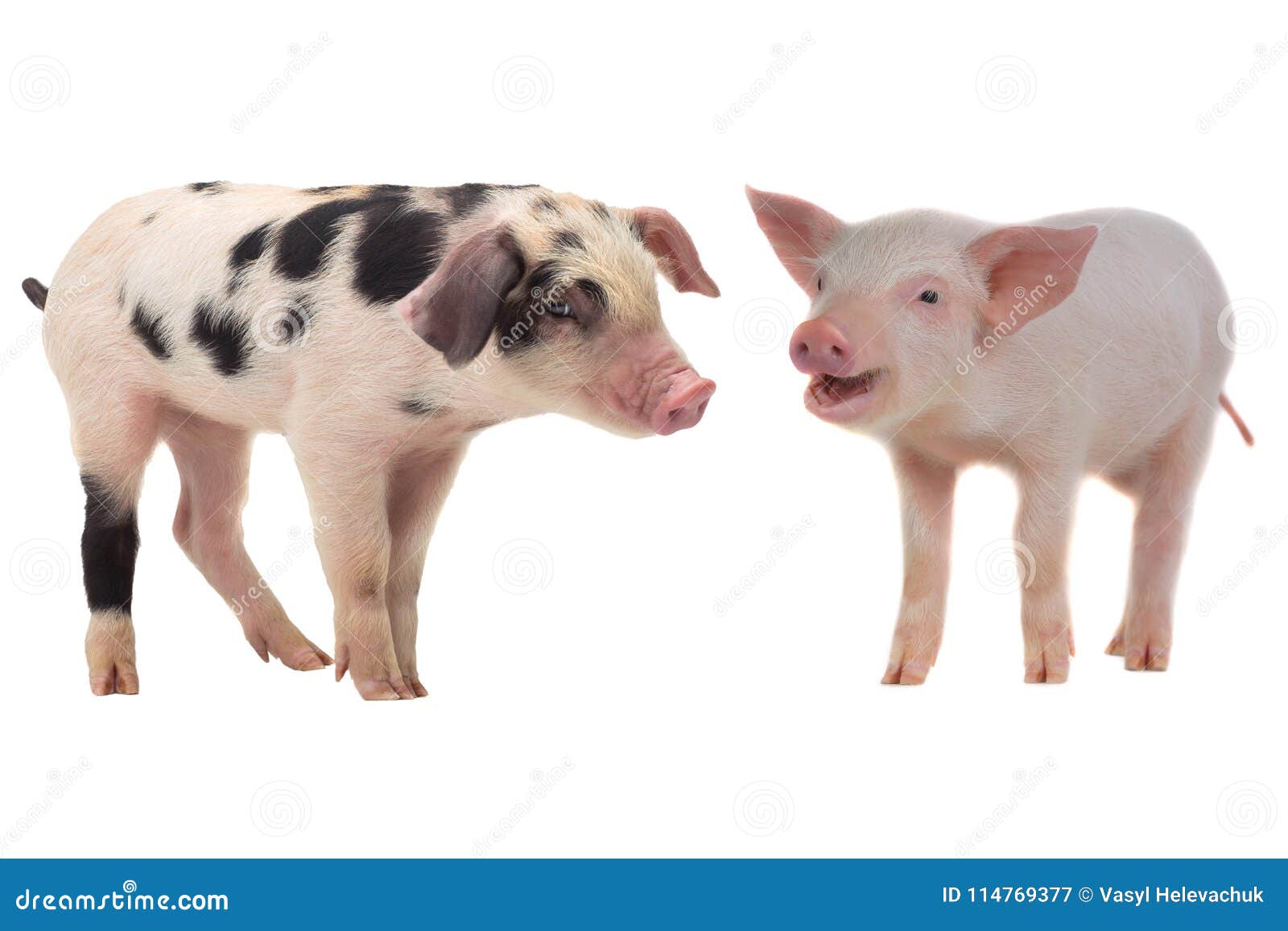 Two pigs stock image. Image of life, livestock, unpleasant - 114769377