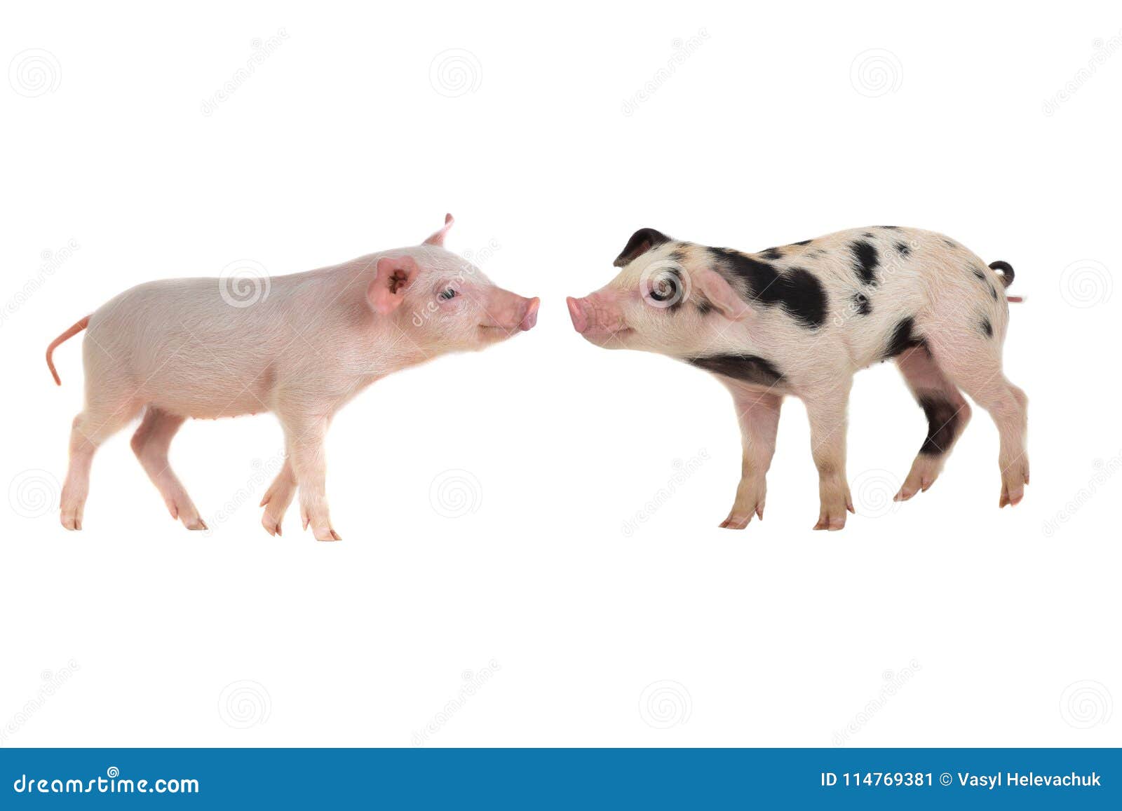 Two pigs stock image. Image of pink, side, front, meat - 114769381