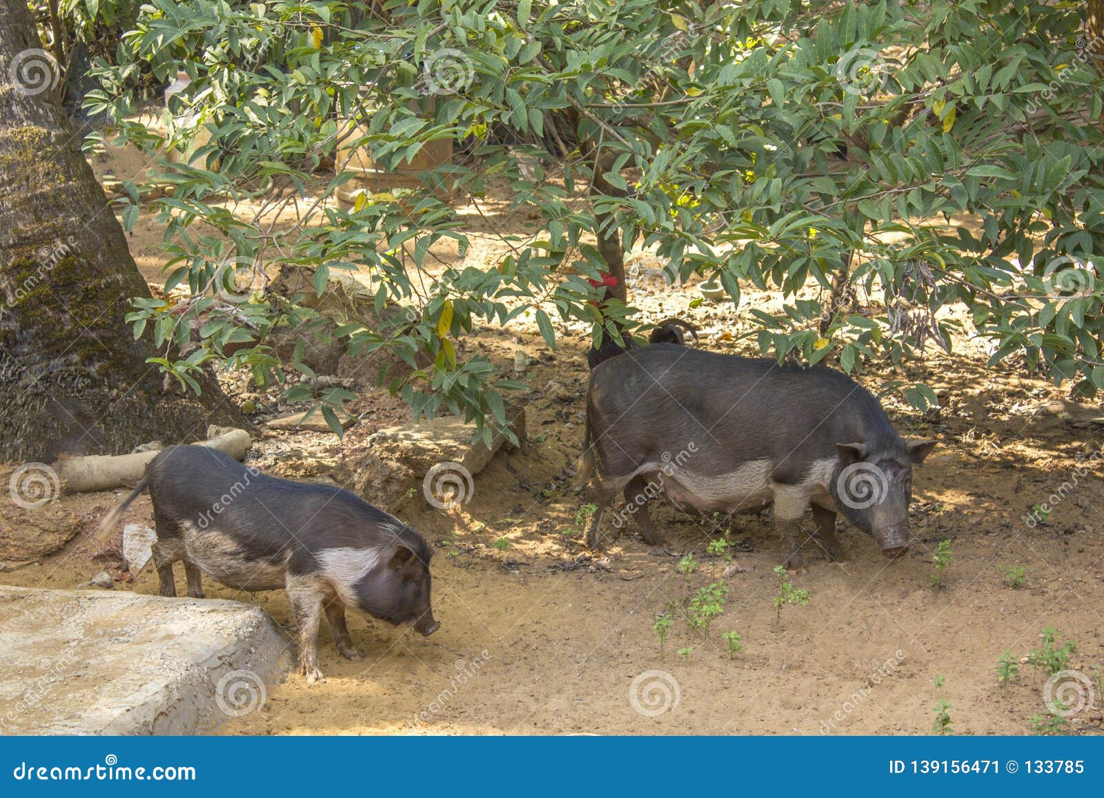 Two Pigs in the Yard Under the Tree on the Farm Stock Image - Image of ...
