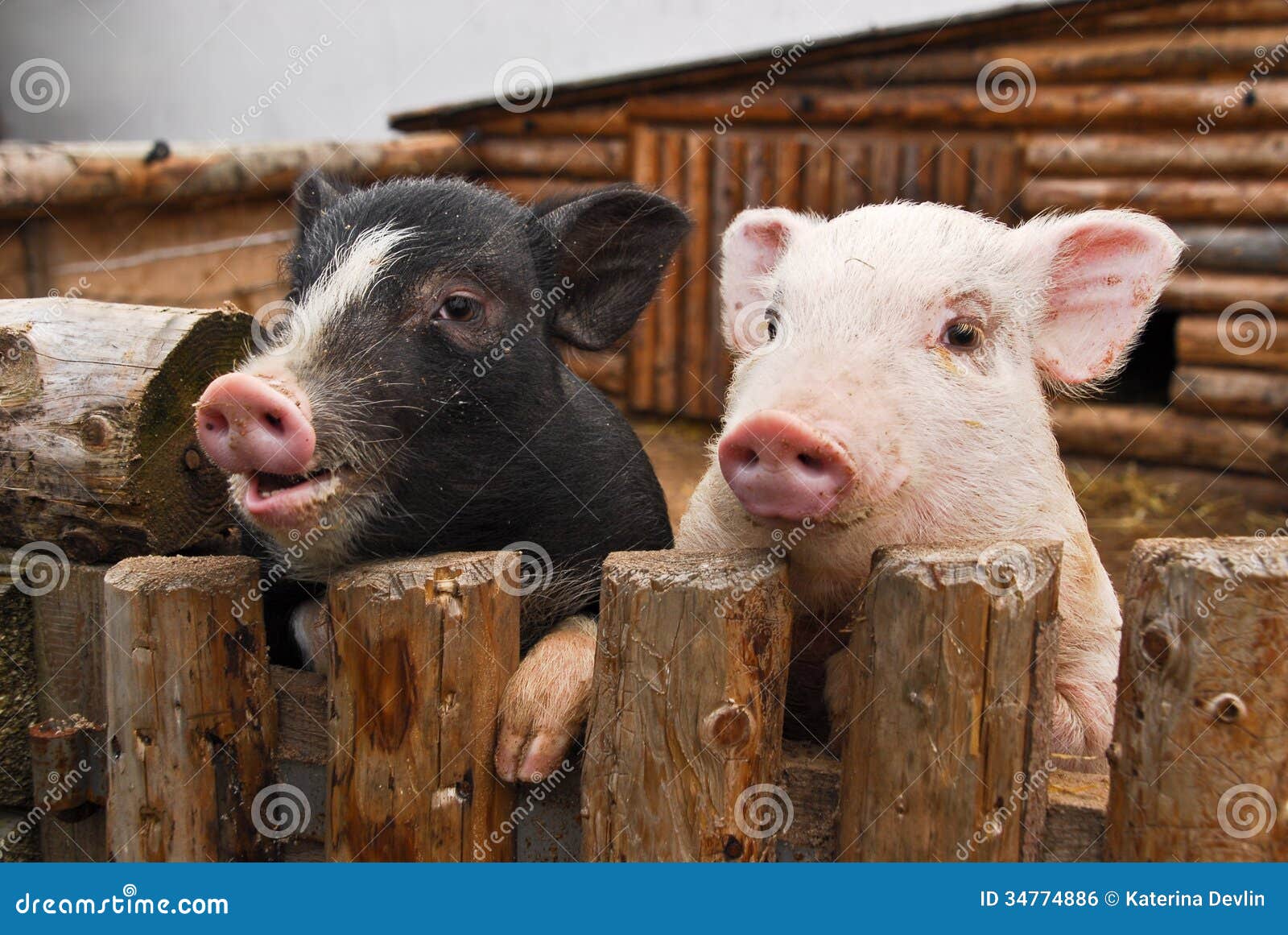 Two pigs stock photo. Image of fence, mammal, animal - 34774886