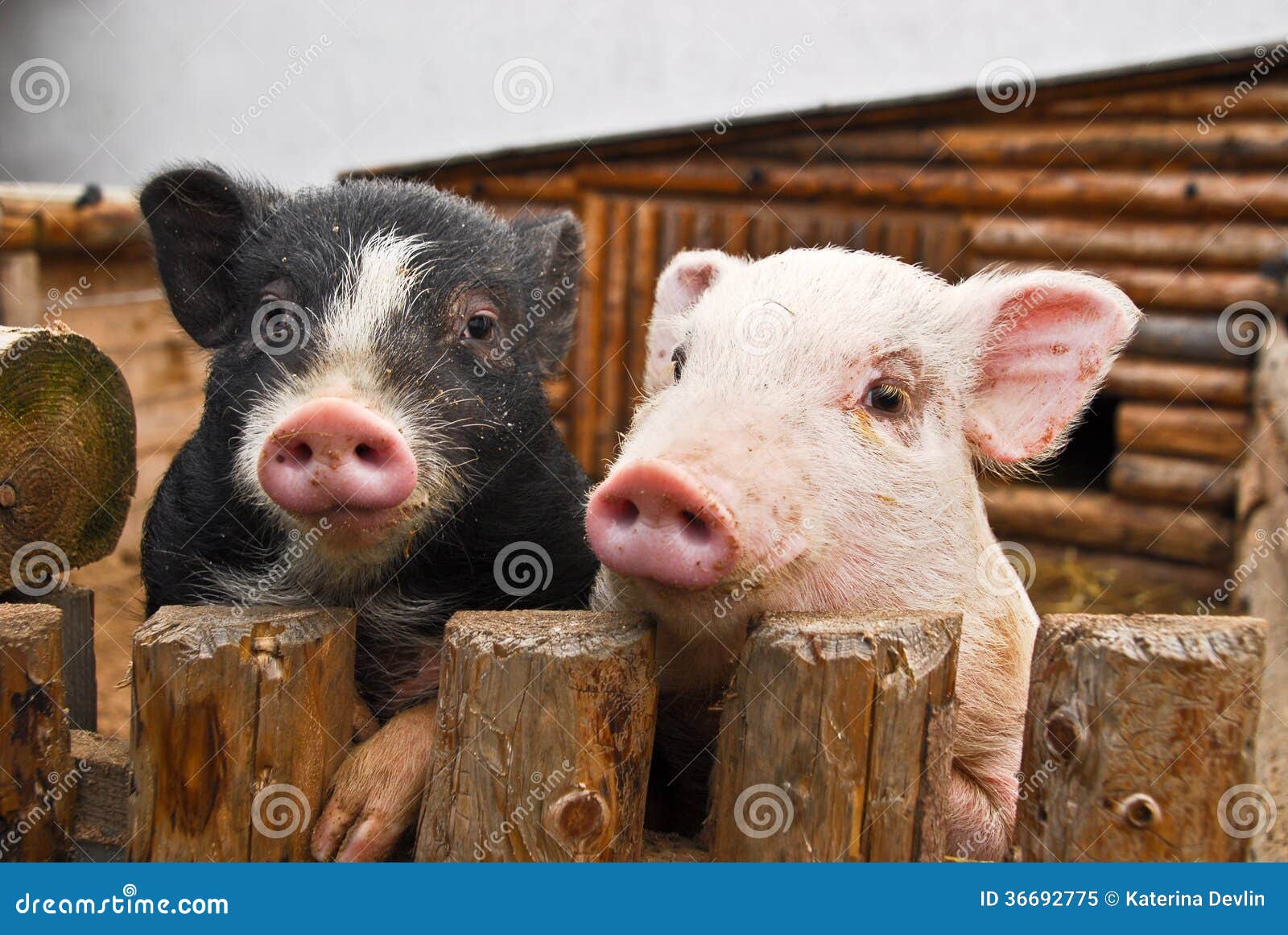 Two pigs stock image. Image of dirty, piggy, animal, portrait - 36692775