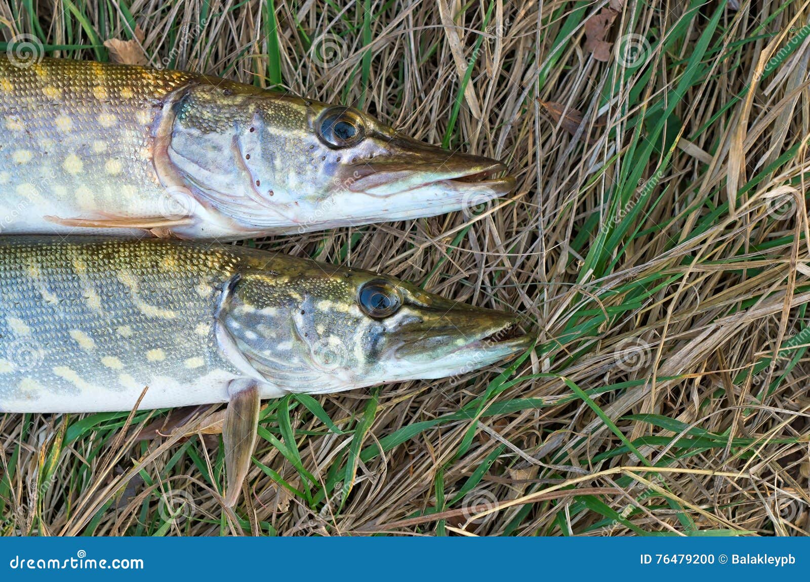 Two pike stock photo. Image of summer, food, predator - 76479200