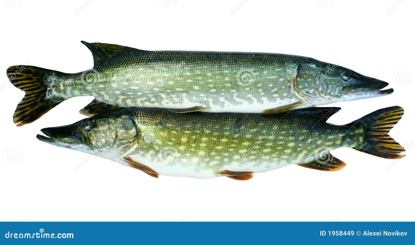 Two pikes isolated stock image. Image of catch, spinning - 1958449