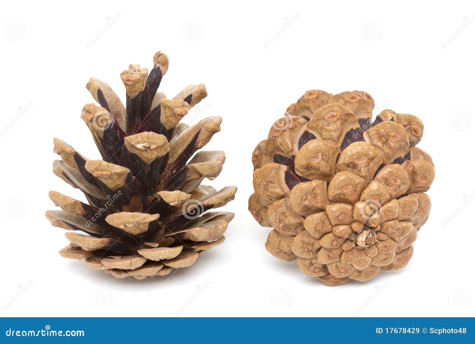 Two pine cones stock image. Image of cone, break, background - 17678429