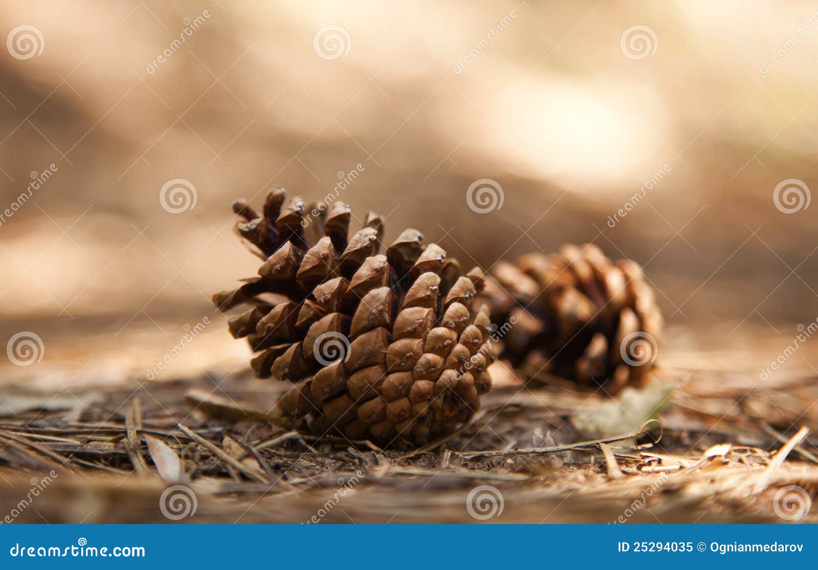 Two Pine Cones stock image. Image of plant, seed, ground - 25294035