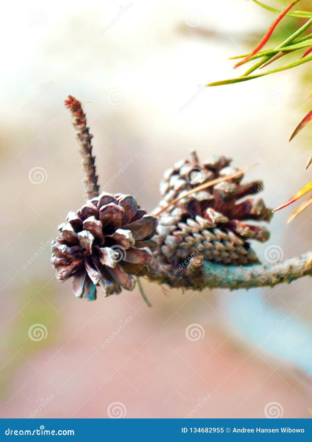 Two Pine Cones on a Branch stock image. Image of pastel - 134682955