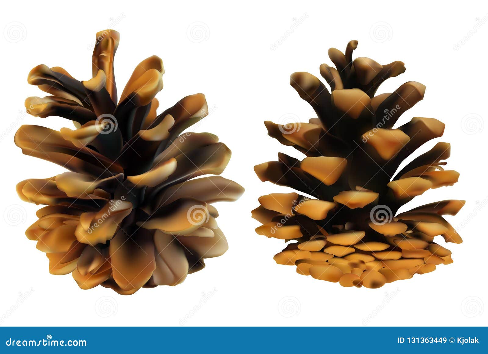 Two Pine Cones in Different Angles. High Detailed Realistic ...