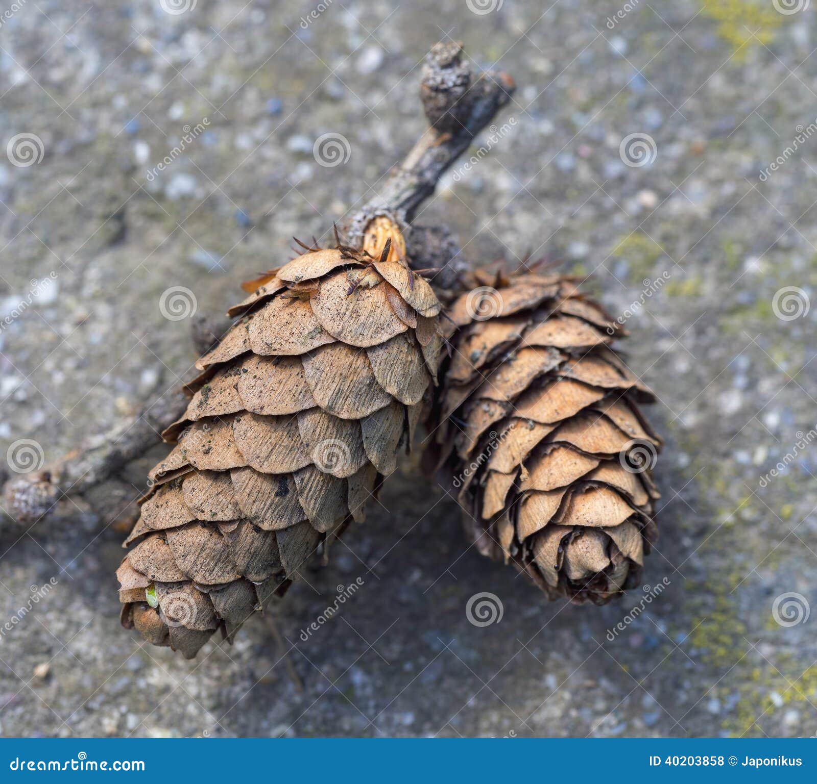 Two Pine Cones on the Ground Stock Photo - Image of forest, nature ...