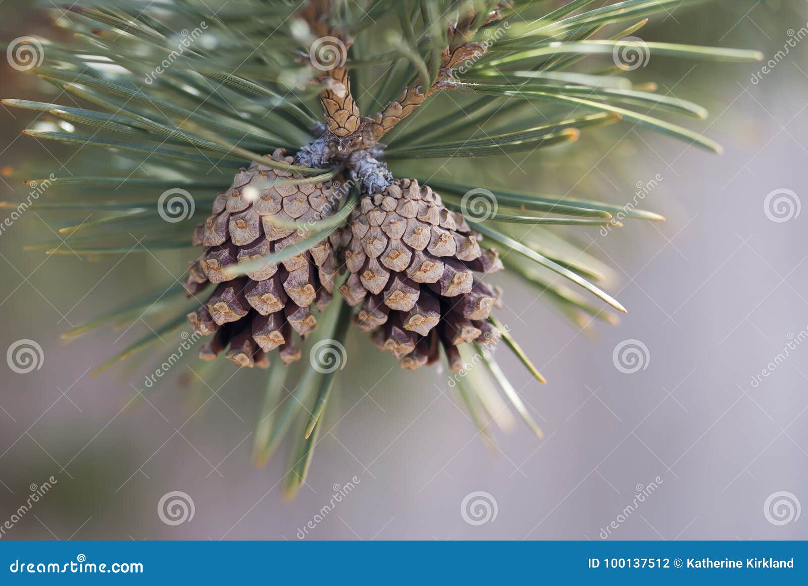 Two Pine Cones on Branch stock photo. Image of background - 100137512