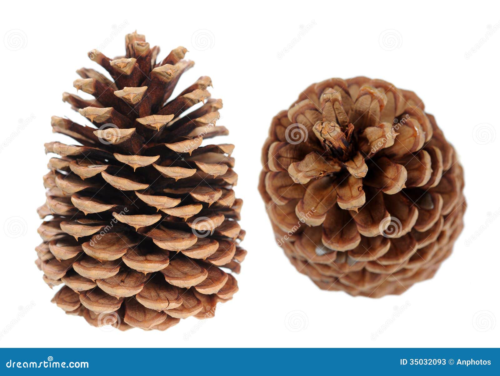 Two pine cones stock image. Image of decoration, pine - 35032093