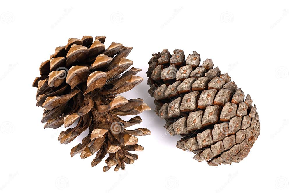 Two Pine cones stock image. Image of isolated, strobilus - 257451333