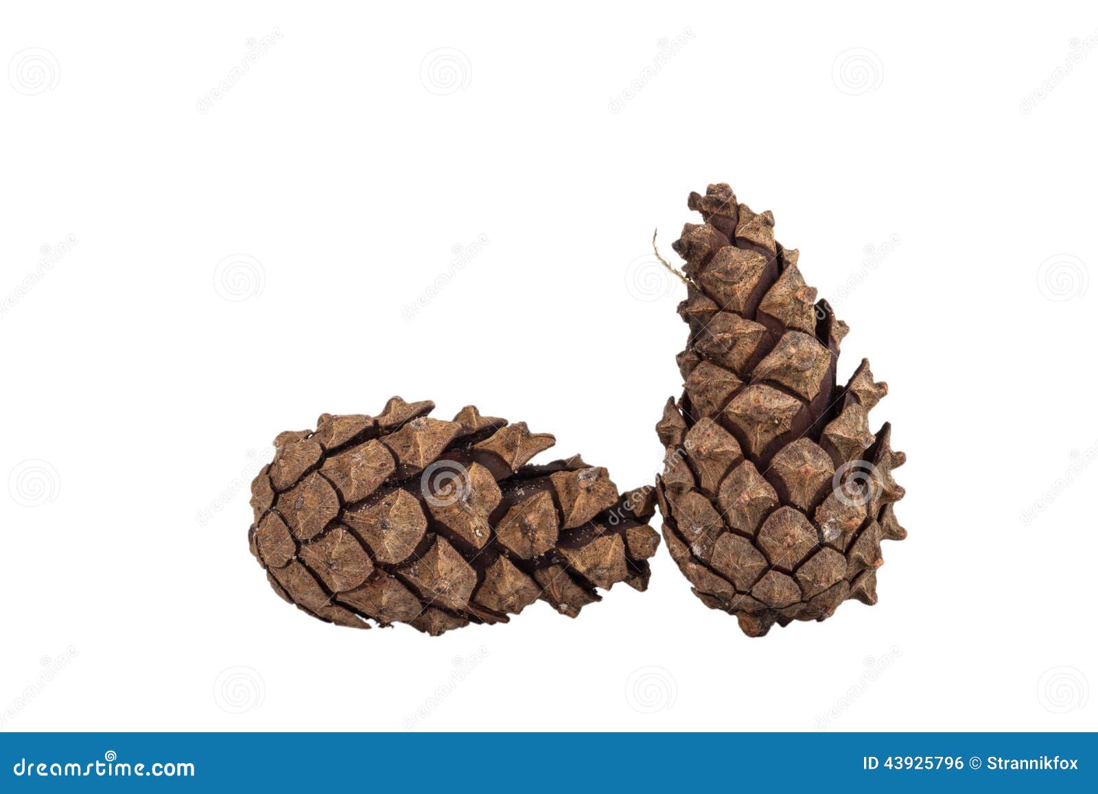 Two Pine Cones Isolated on White Background Stock Photo - Image of ...