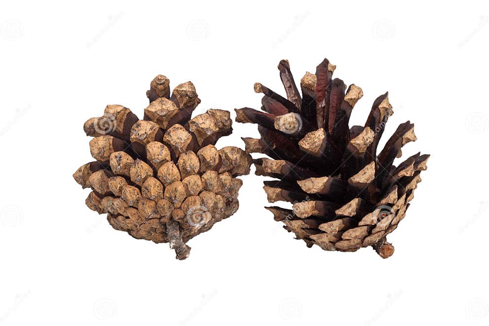 Two Pine Cones Isolated on White Background Stock Image - Image of seed ...