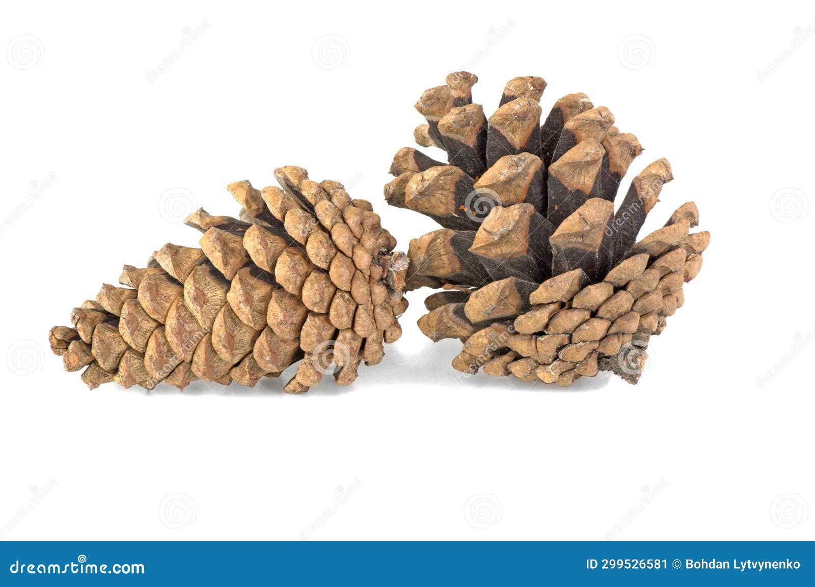 Two Pine Cones Isolated on a White Background Stock Image - Image of ...