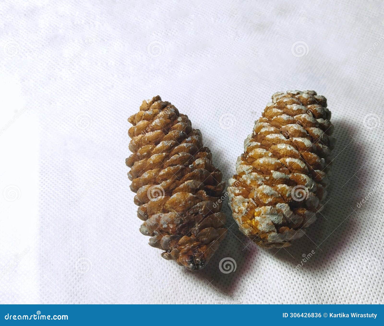 Two Pine Cones Isolated with White Background Stock Photo - Image of ...