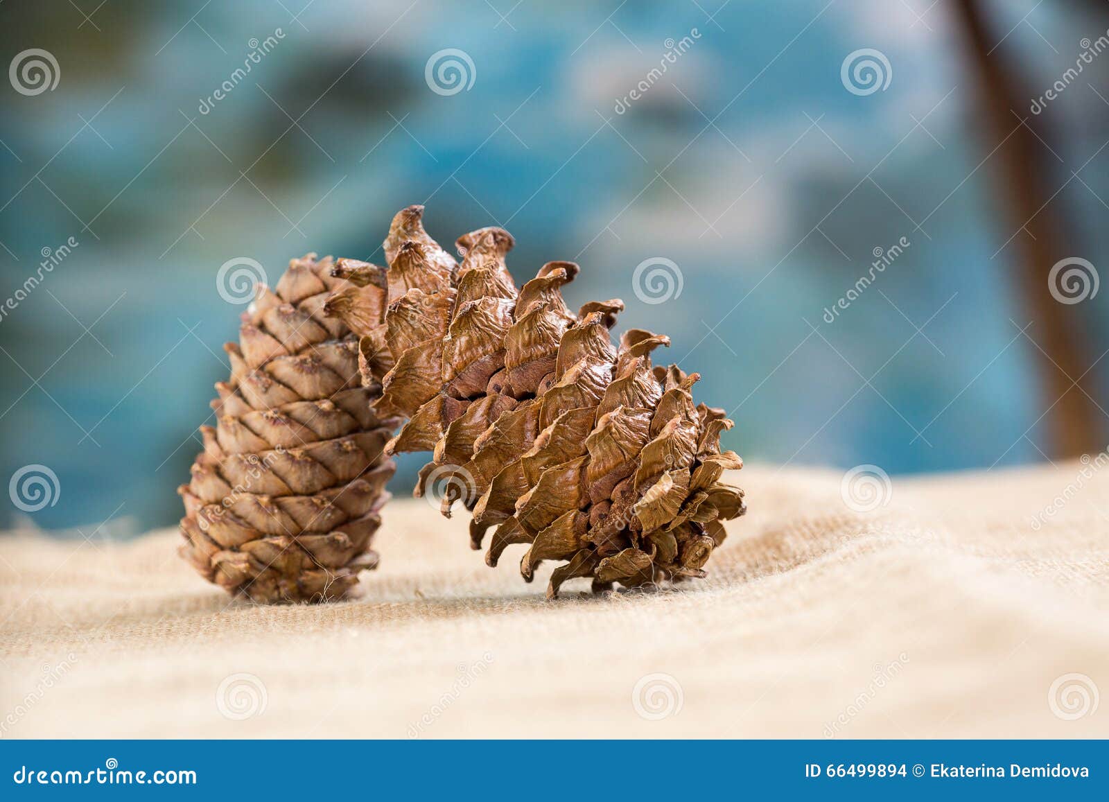 Two pine cones on sacking stock photo. Image of sacking - 66499894