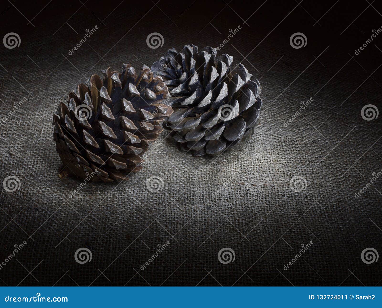 Two Pine Cones, Touching, Dark Still Life. Light Painting. Stock Image ...