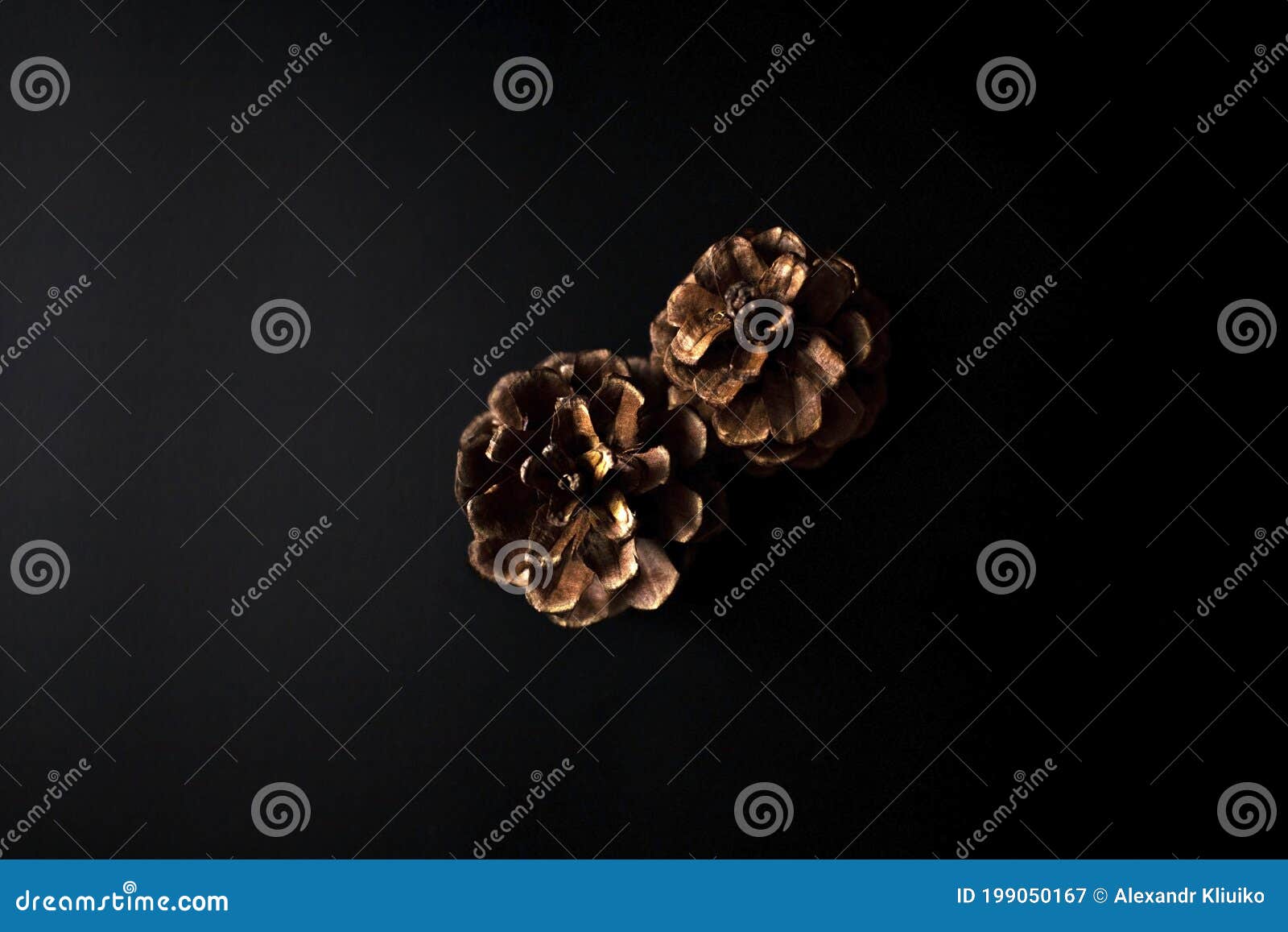 Two Pine Cones Touching Each Other, on a Dark Background Top View with ...