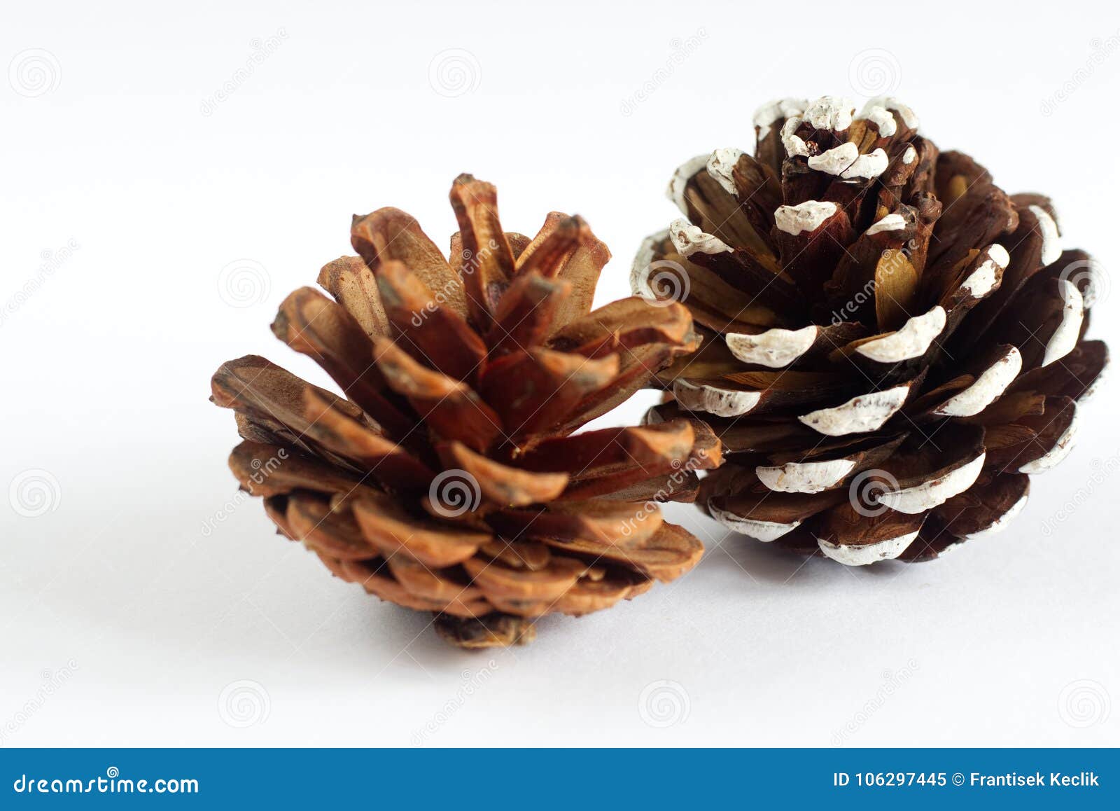 Two Pine Cones on White Background. Stock Image - Image of holiday ...
