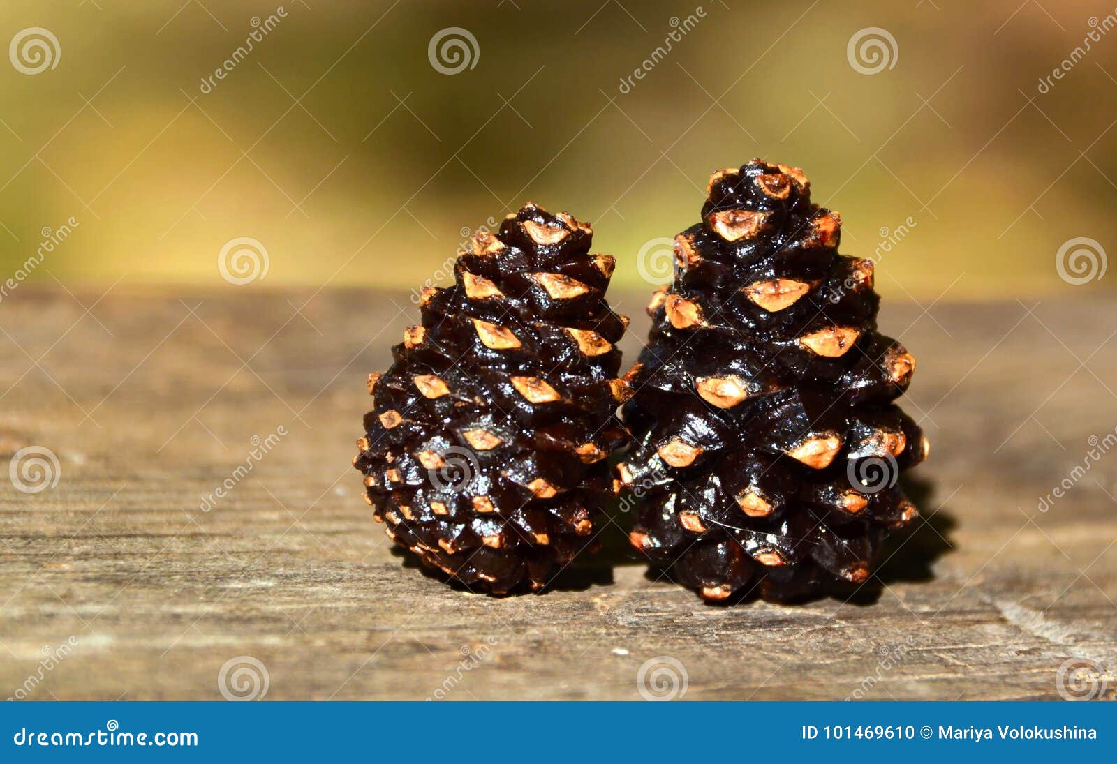 Two pine cones stock photo. Image of christmas, decoration - 101469610