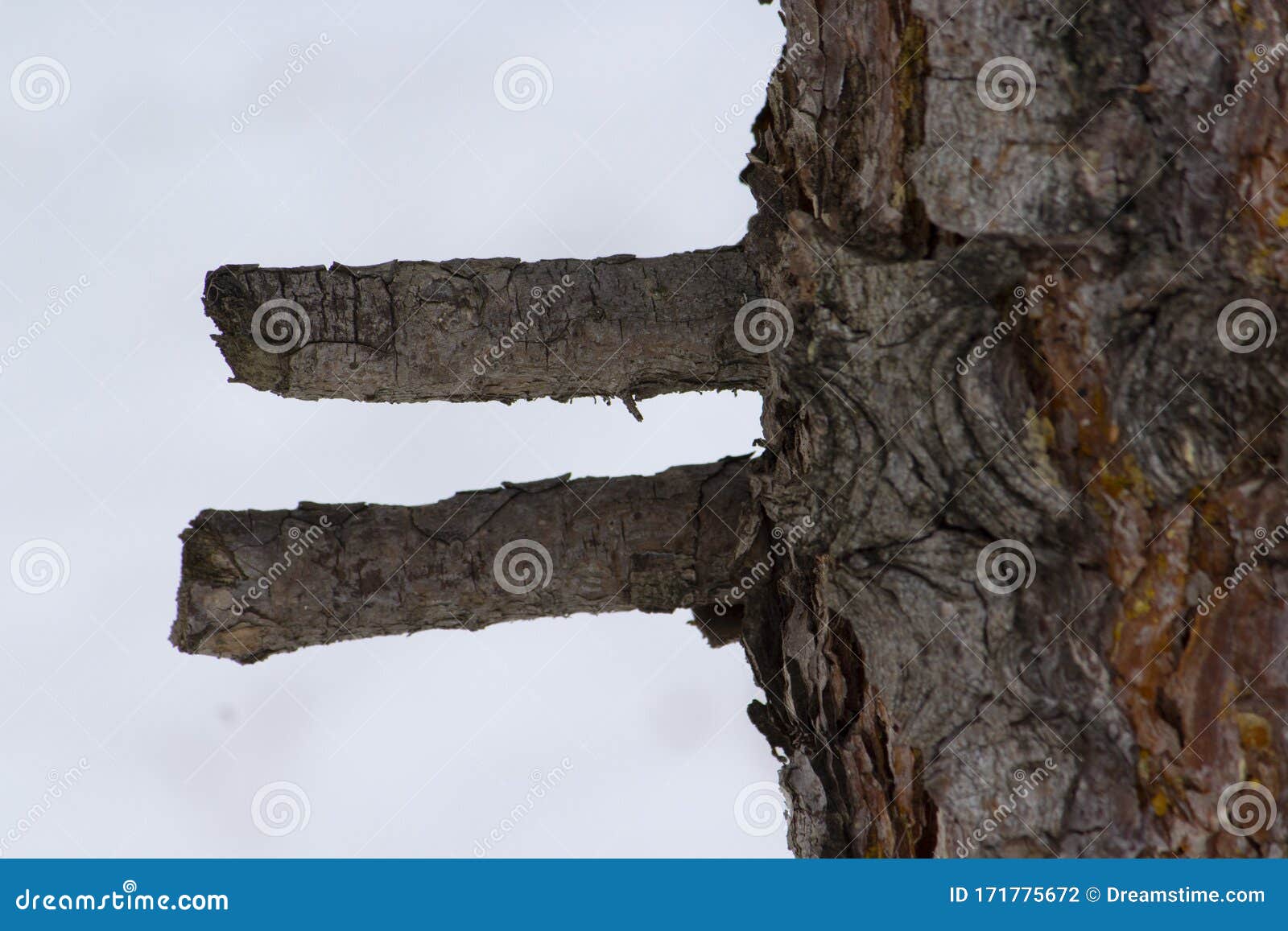 Two Pine Tree Branches Parallel Each Other Stock Photo - Image of ...