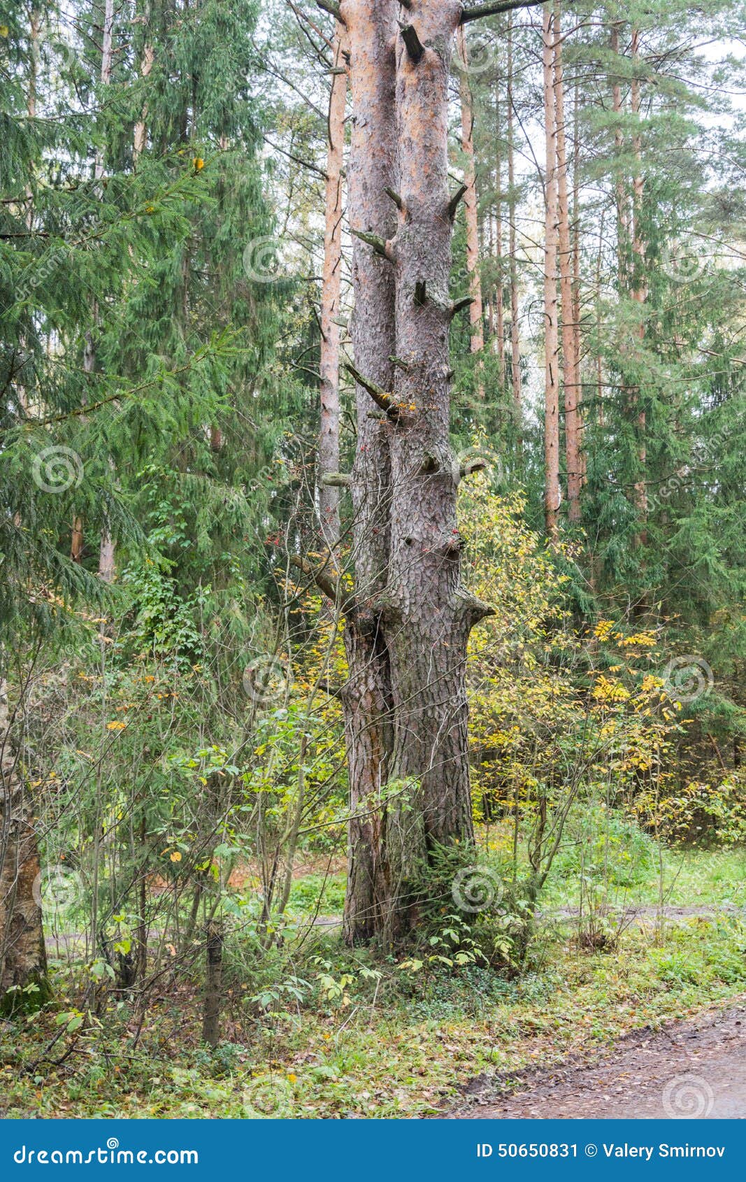 Two pine tree stock image. Image of autumn, leaves, nature - 50650831